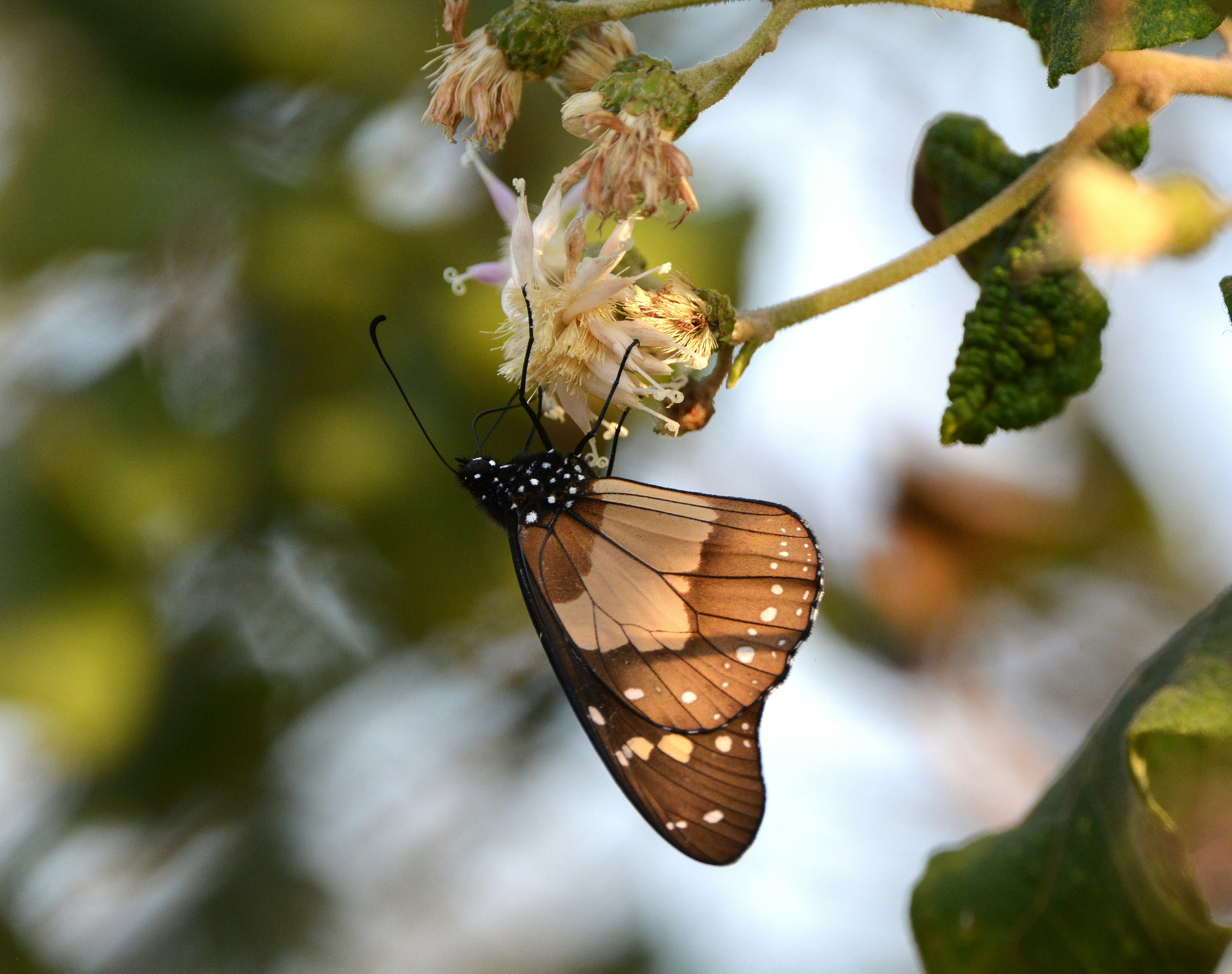 Delicate Monarch on a Blossom Edge