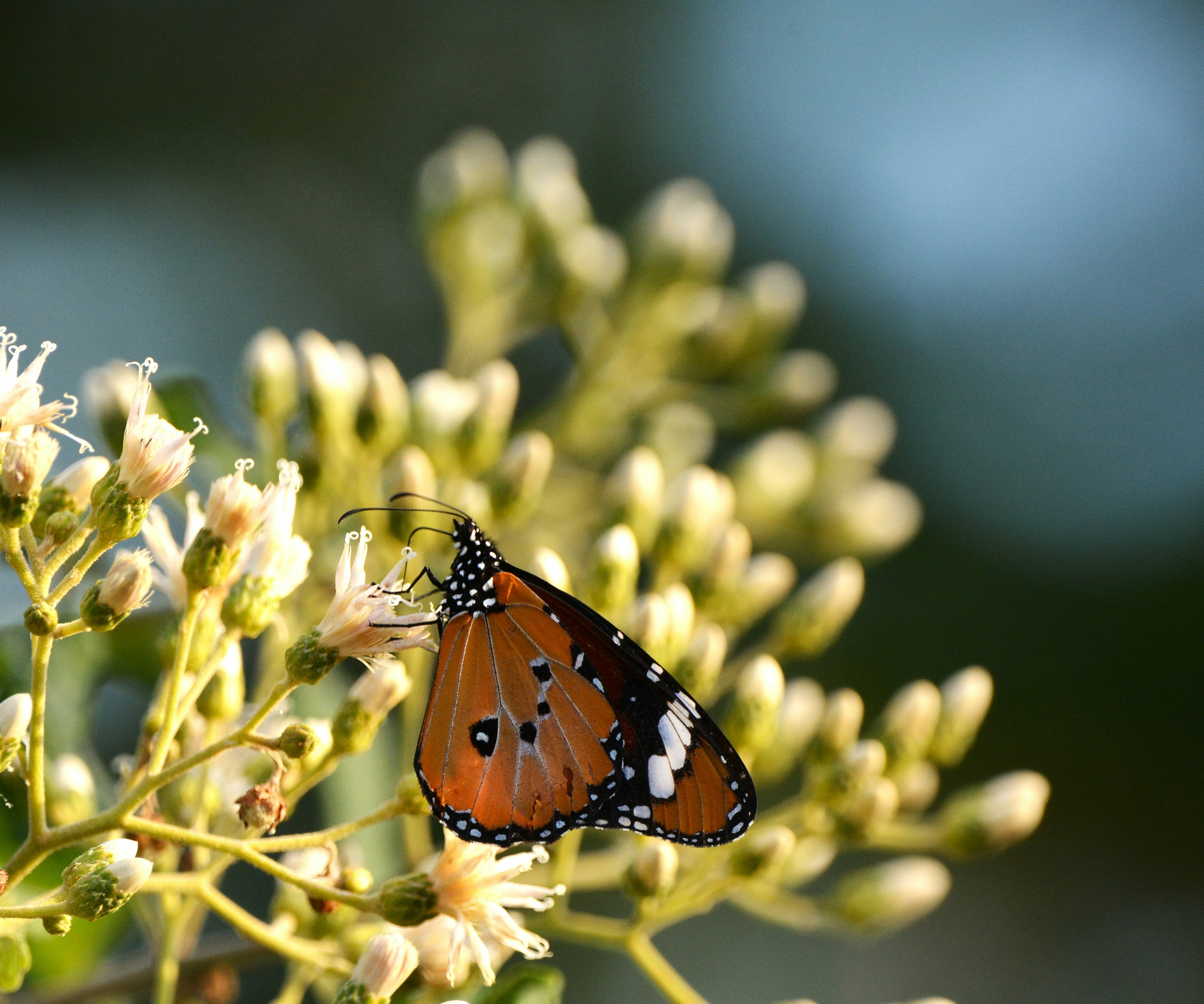 Close-up of an orange and black butterfly perched on pale blossoms, bathed in soft natural light with a blurred green background. This is a photographic capture of a butterfly and flowering plant, with a shallow depth of field.