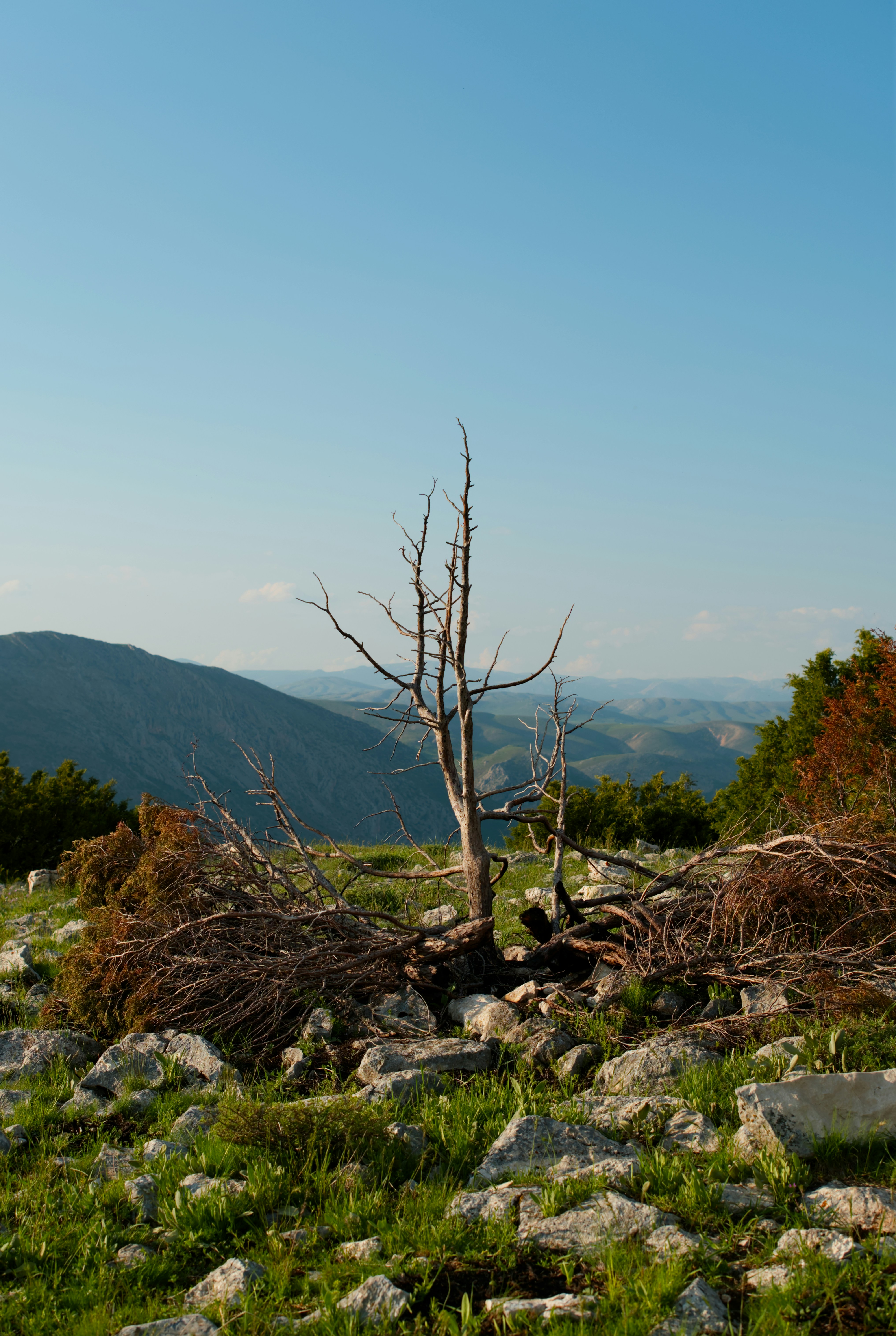 Bones of the Valley: A Weathered Tree Reaching Toward the Sky