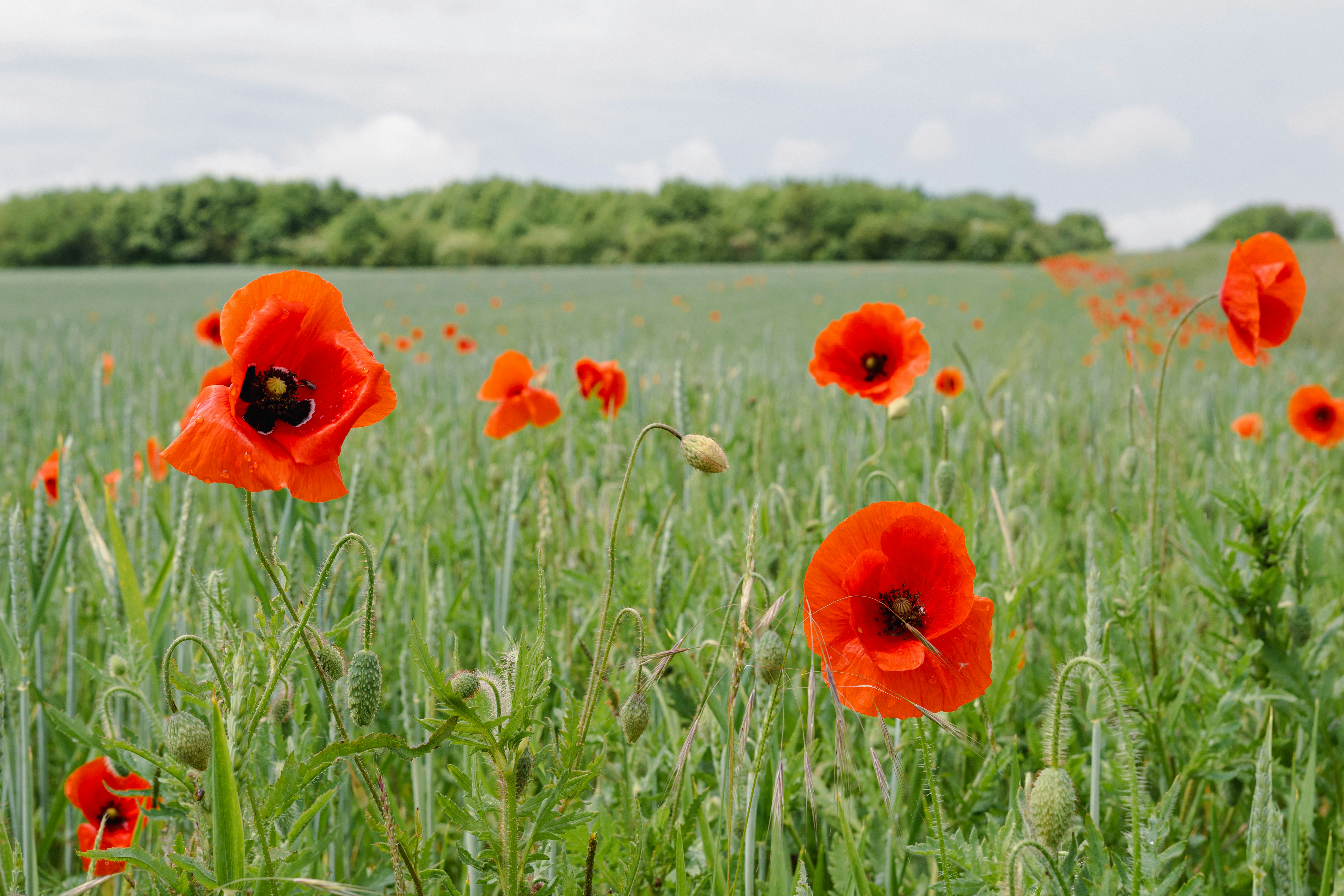 Crimson Poppies Above a Meadow Sea