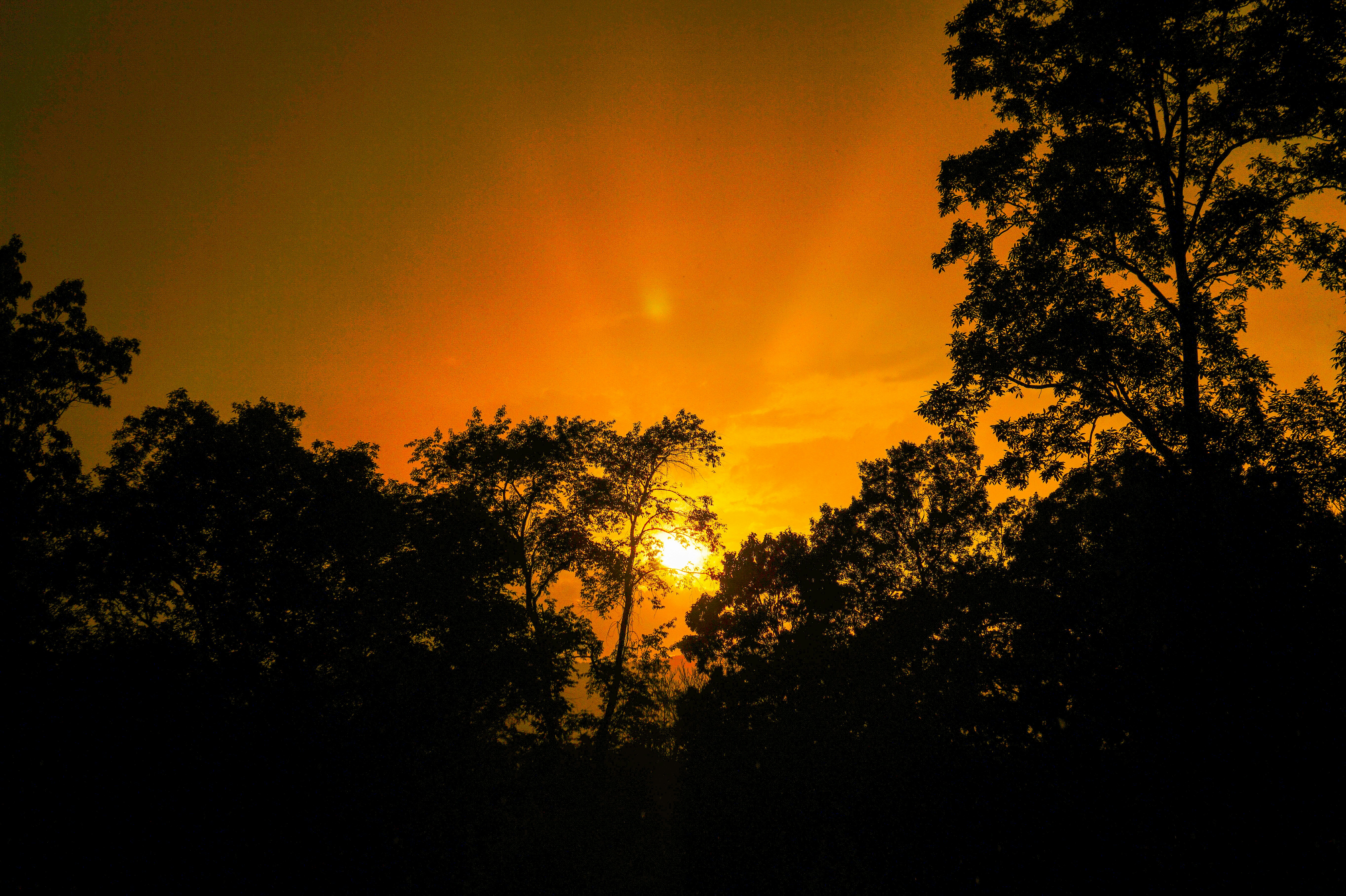 Sunset Radiance Behind a Silhouette of Trees
