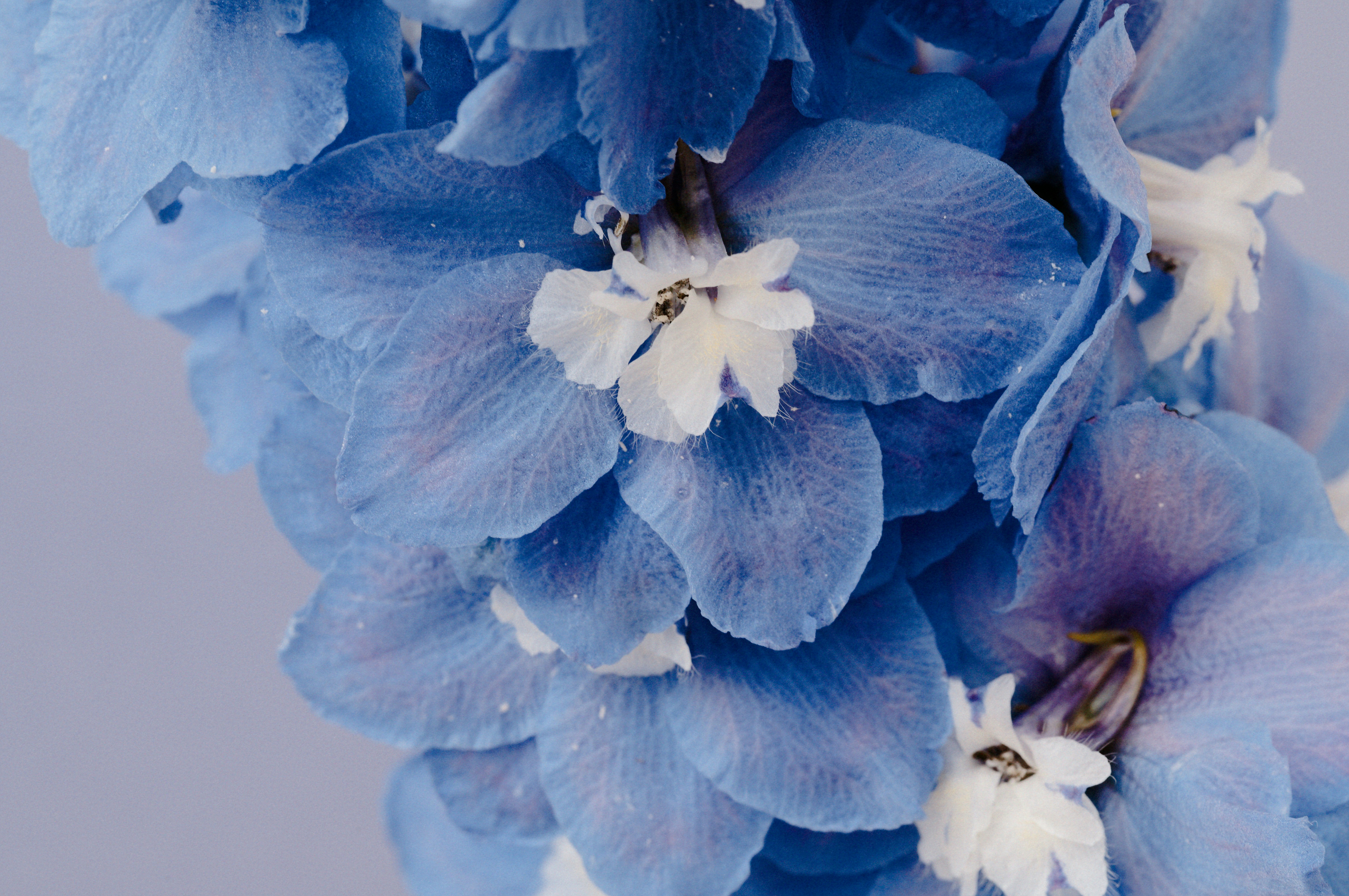 Blue Hydrangea Quartet: Soft Petals in Quiet Focus