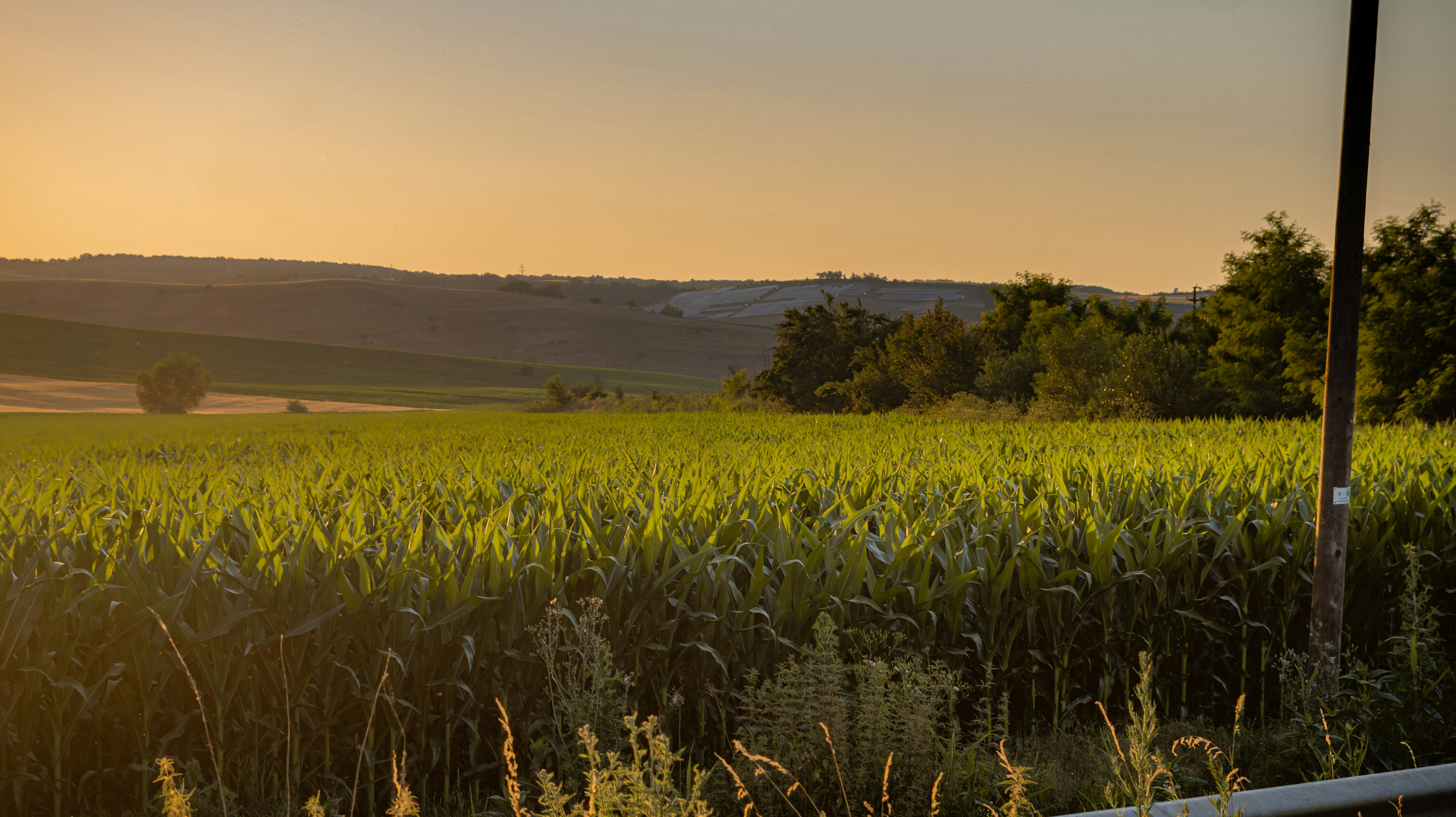Golden Horizon Over a Quiet Cornfield