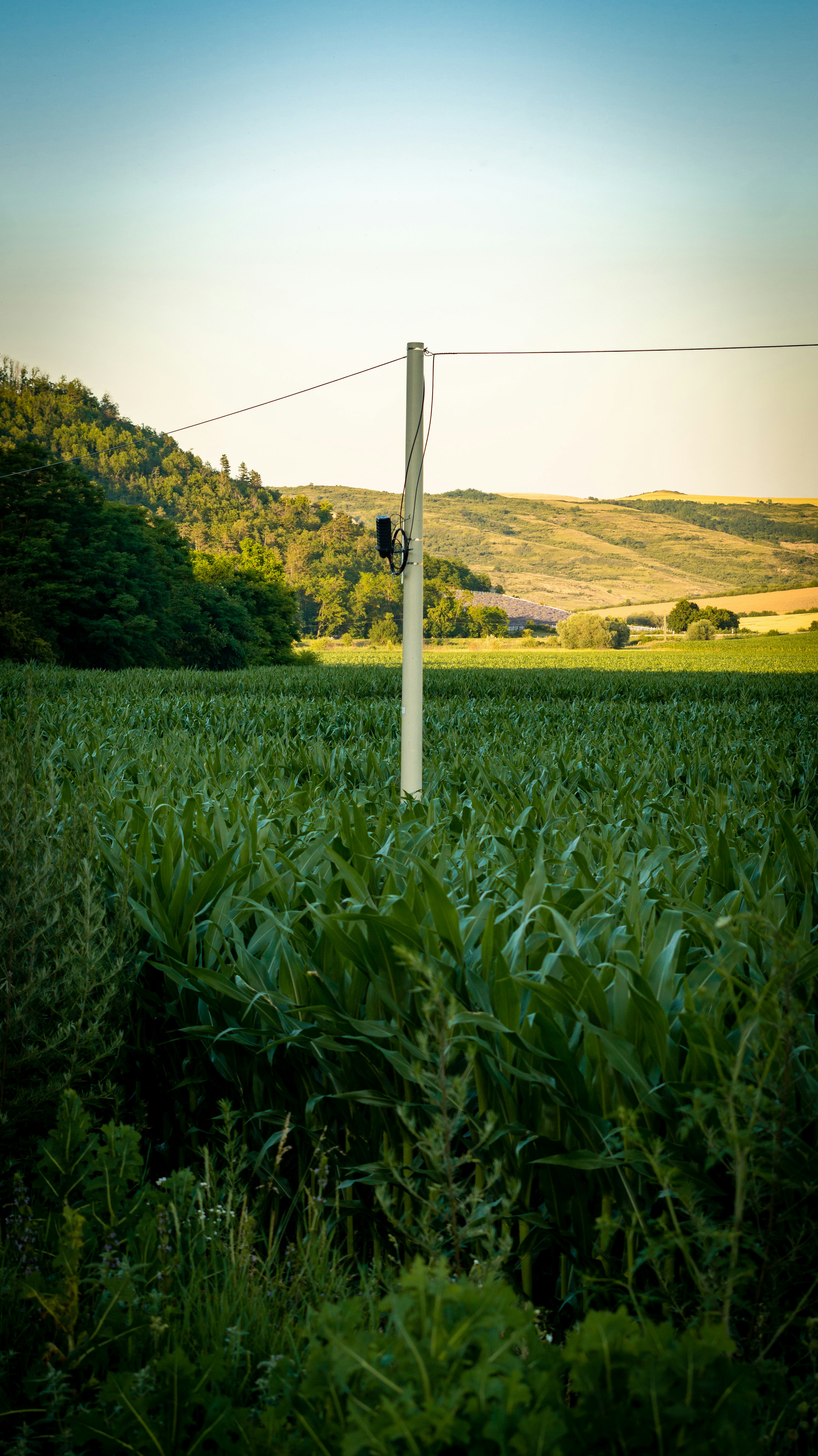 Pole in the Field: Quiet Rural Power Under a Wide Sky