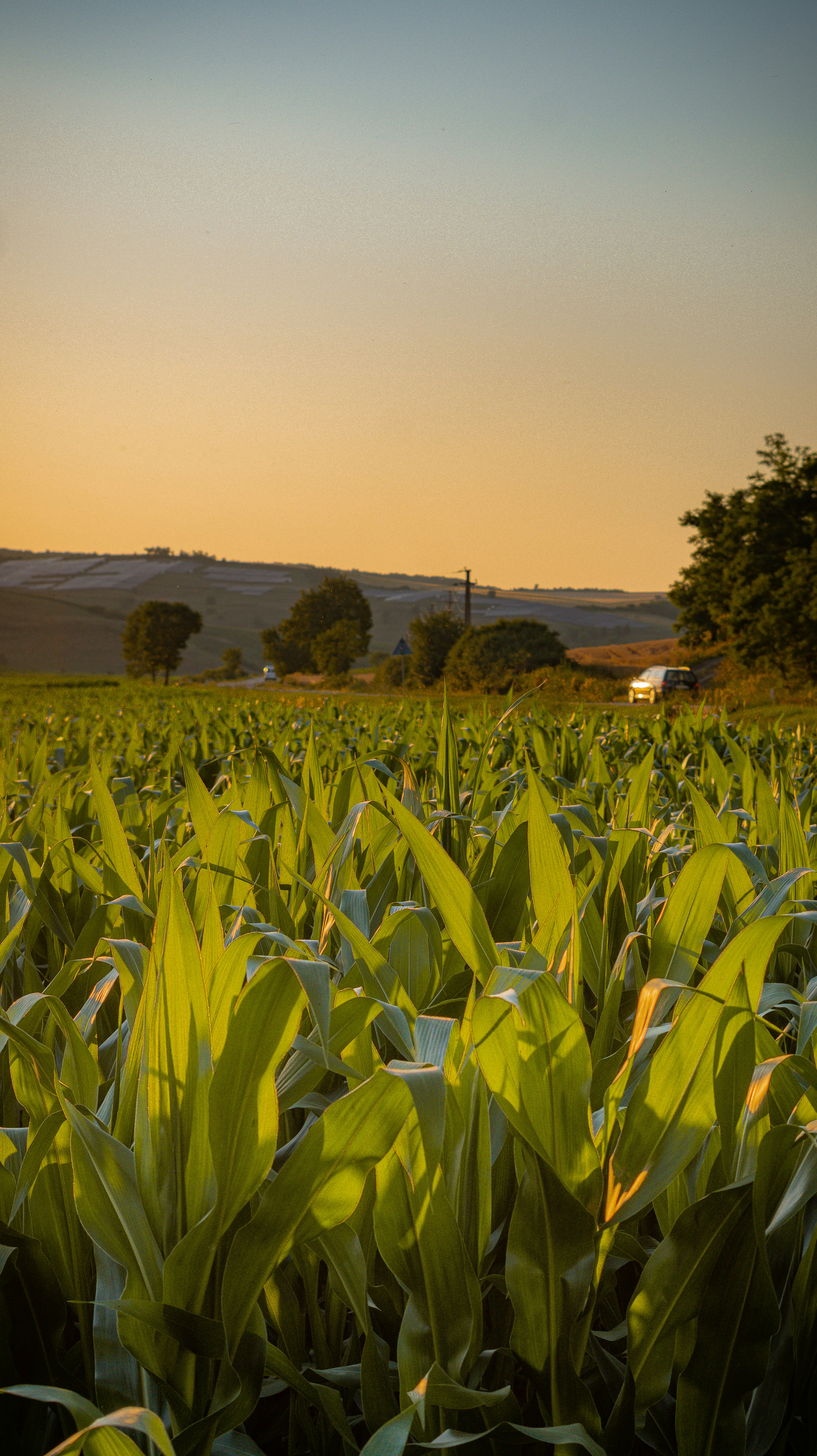 Golden Field at Dusk: Rows of Corn Reaching Toward a Quiet Horizon