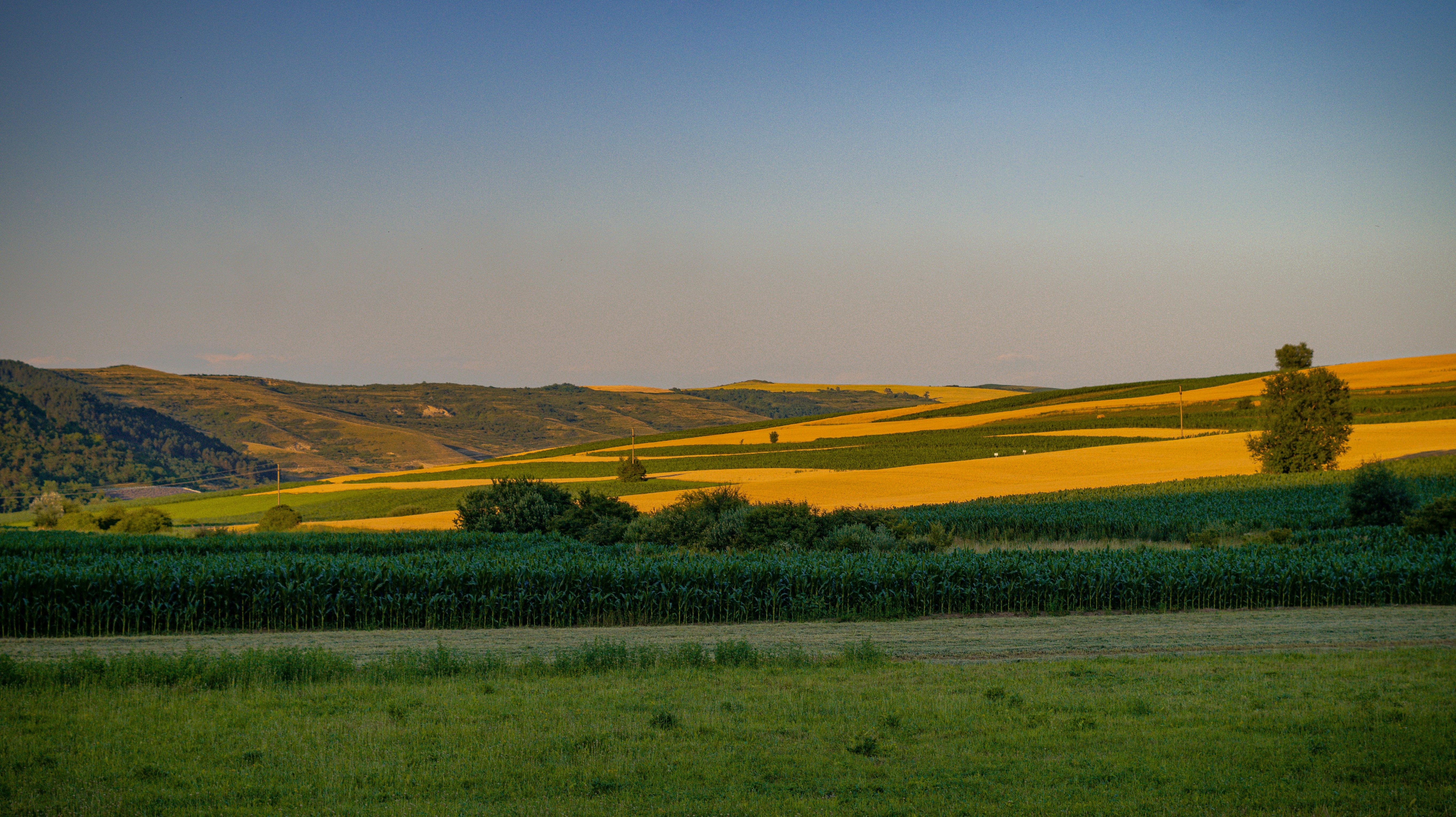 Golden Hillside under a Quiet Sky