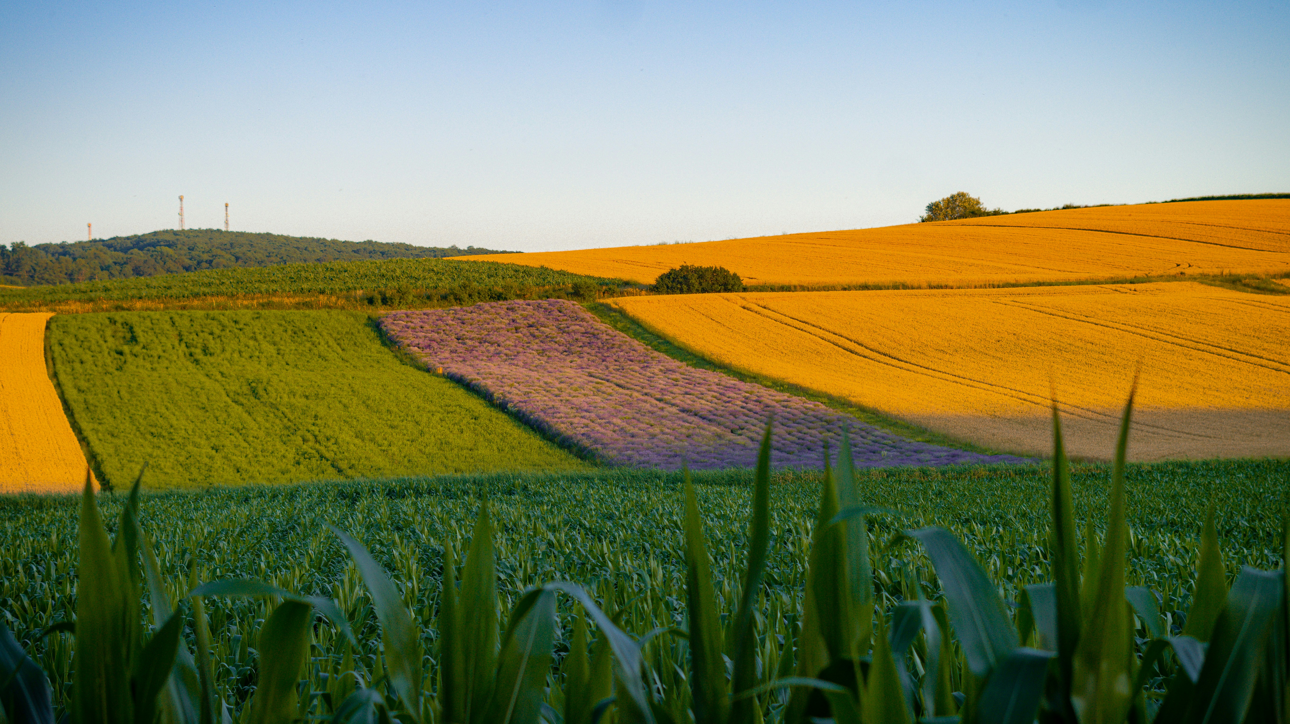 Patchwork Fields: A Quiet Horizon of Wheat, Green, and Purple