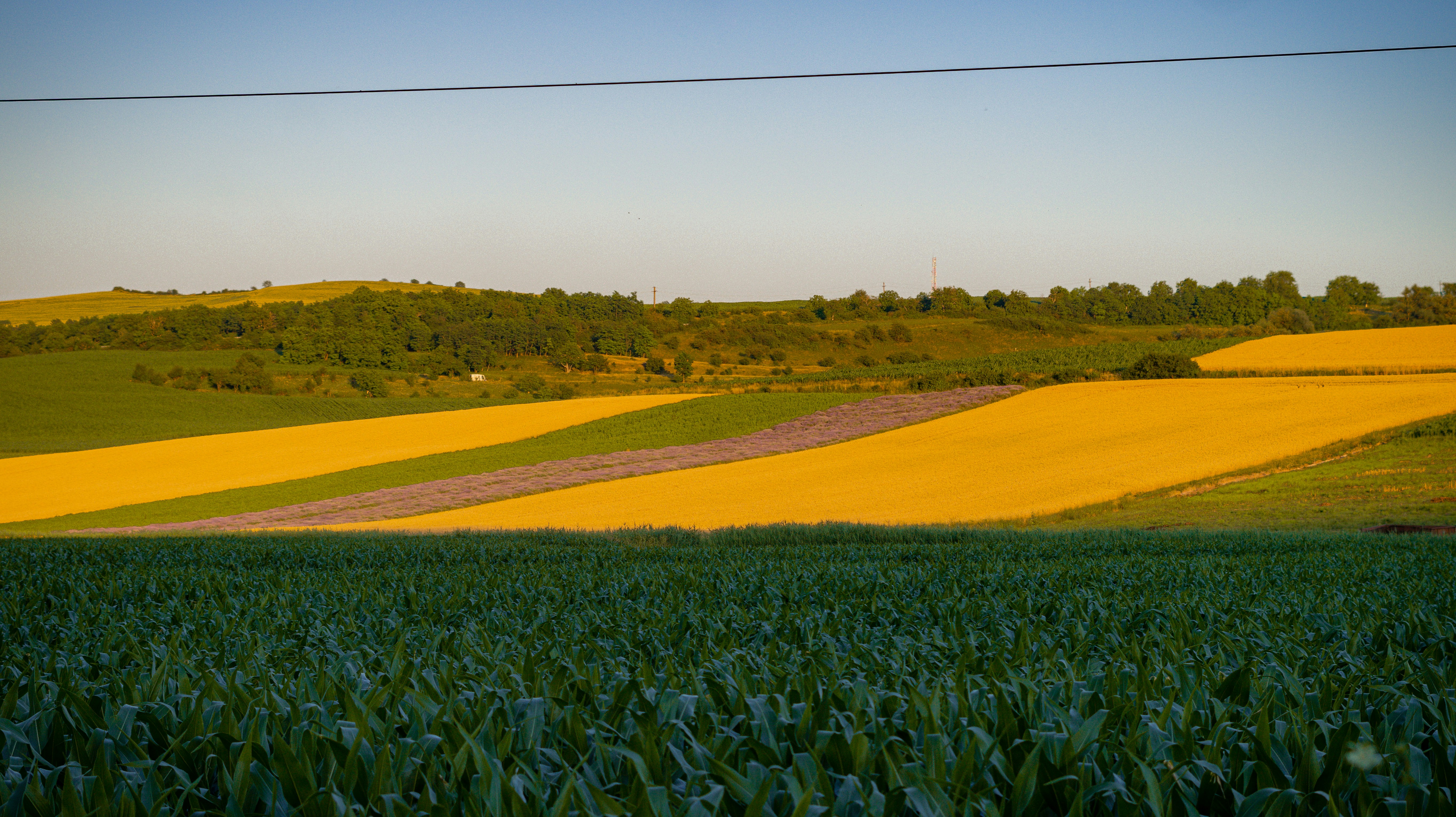 Golden Stripes Across the Green Field