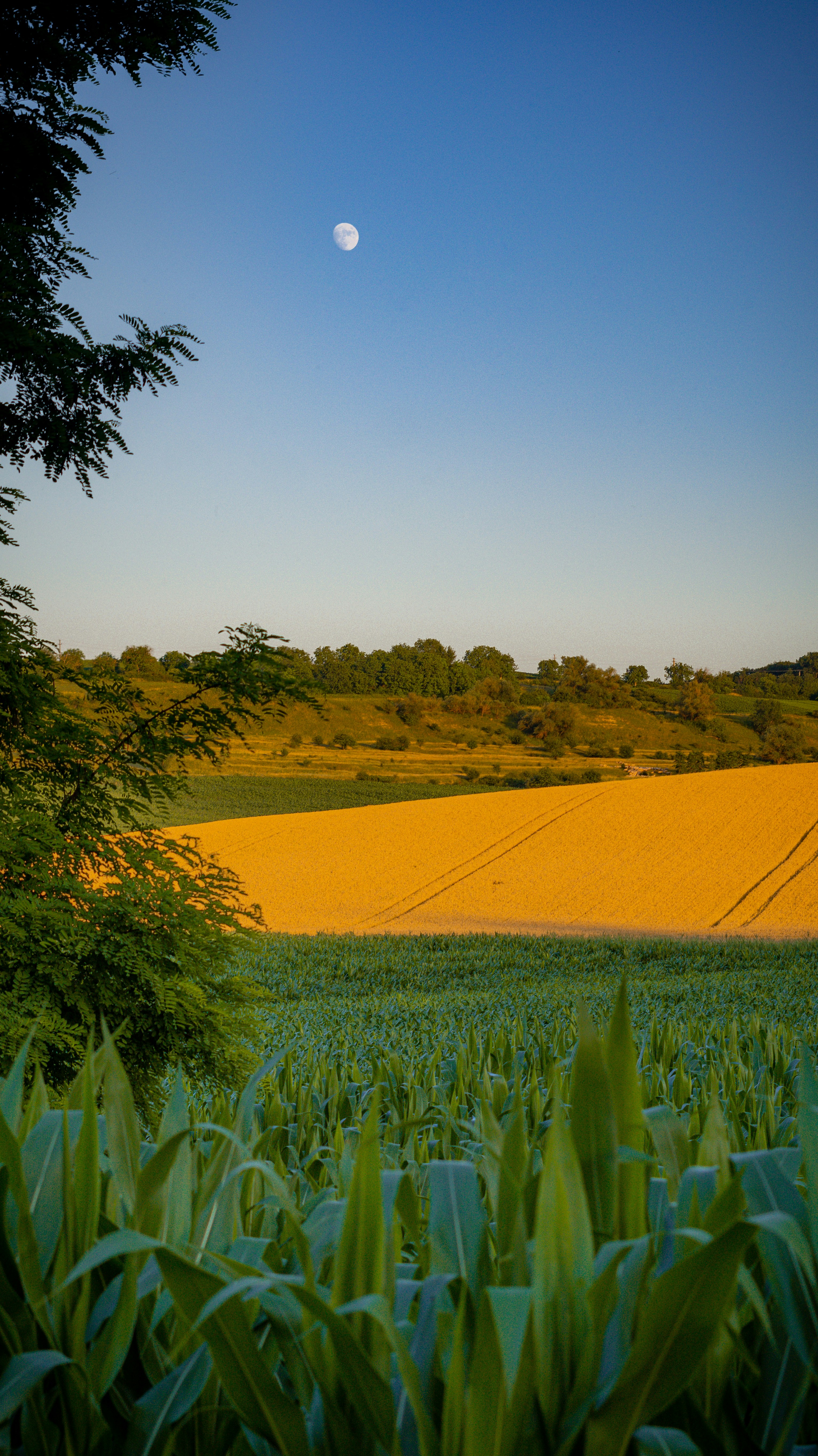 Moon Over Golden Fields: A Quiet Summer Dusk
