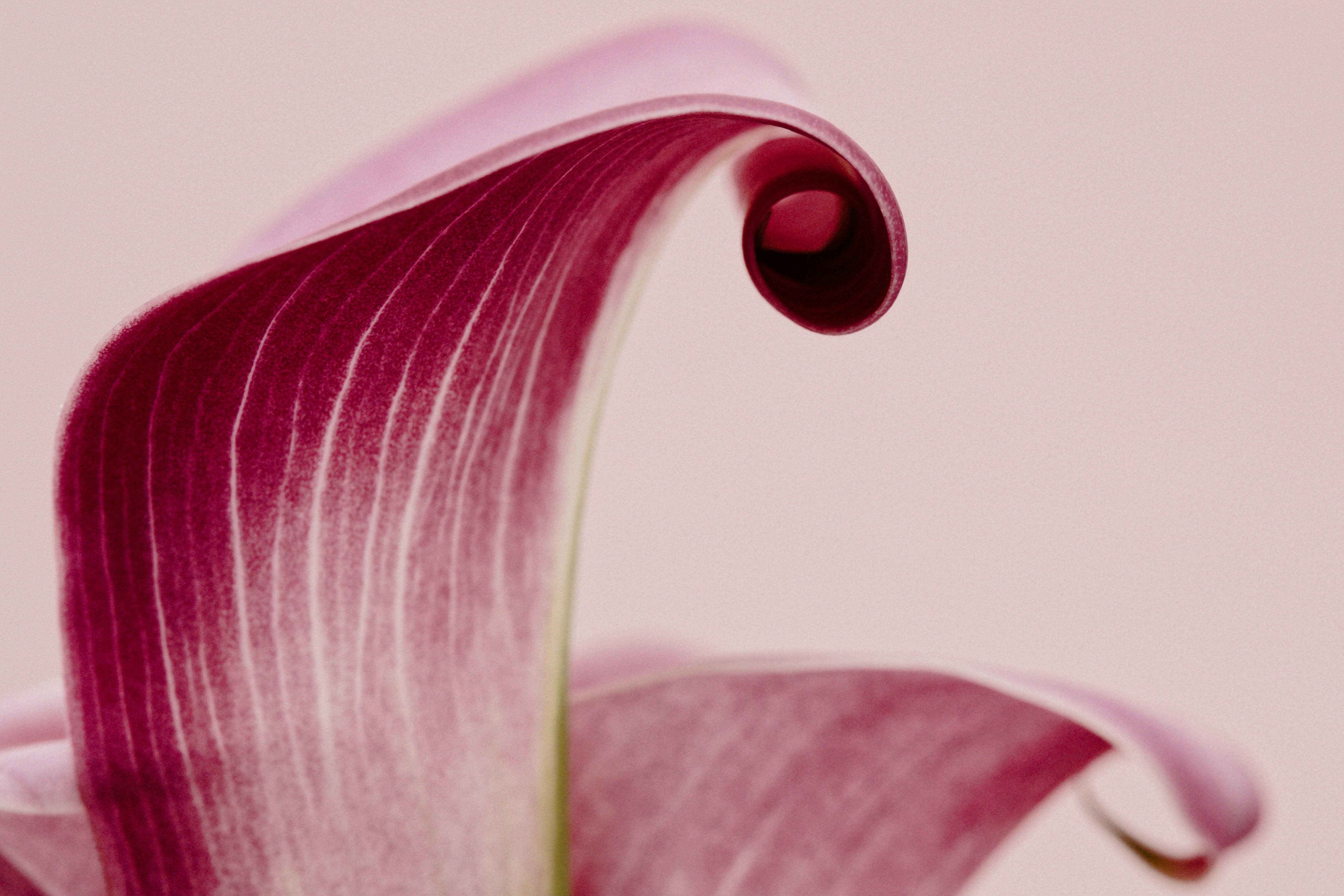Curled Petal, Quiet Whisper: A Macro Portrait in Pink