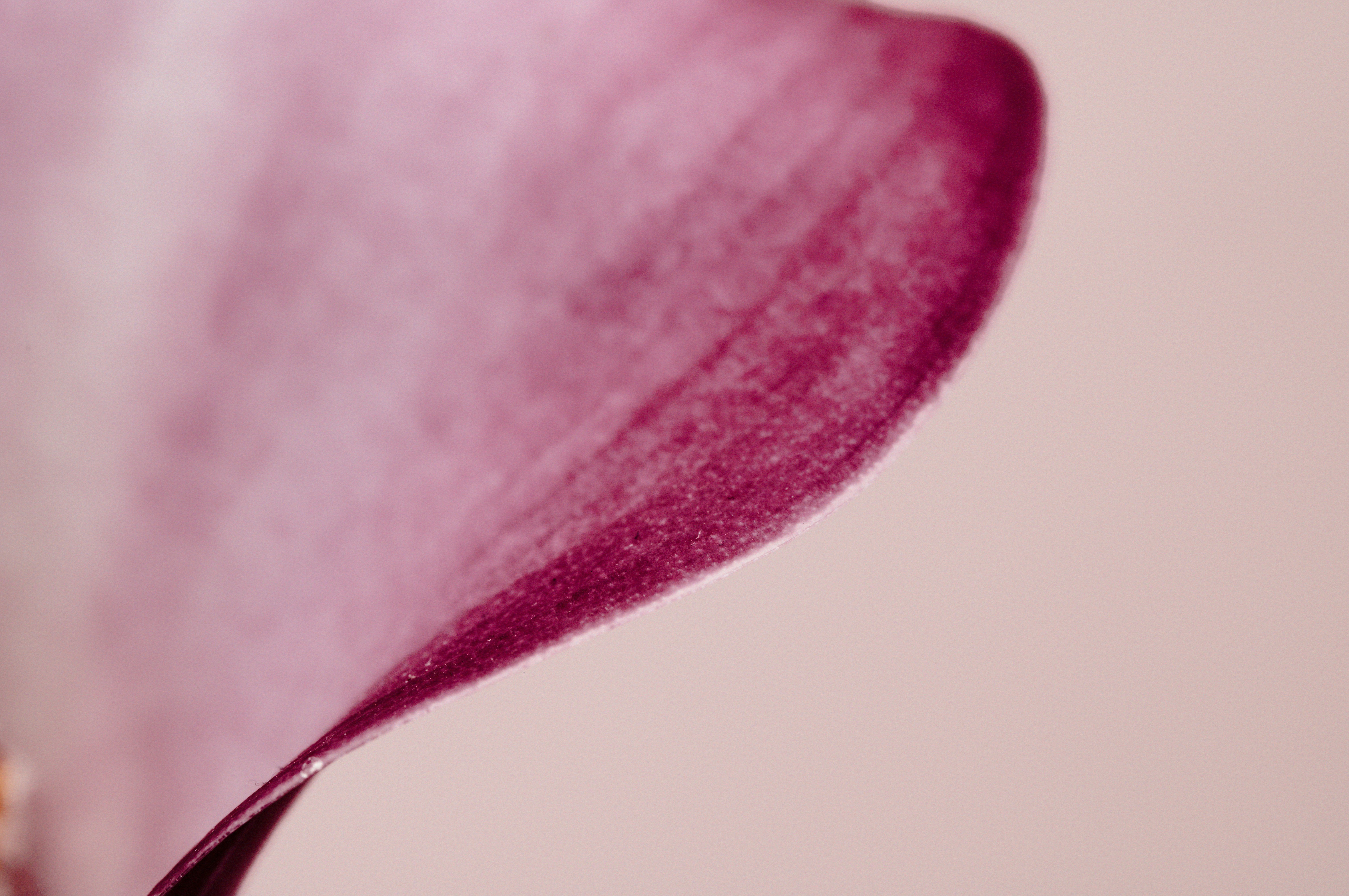Petal Edge in Soft Focus: A Close-Up Study of Color and Texture