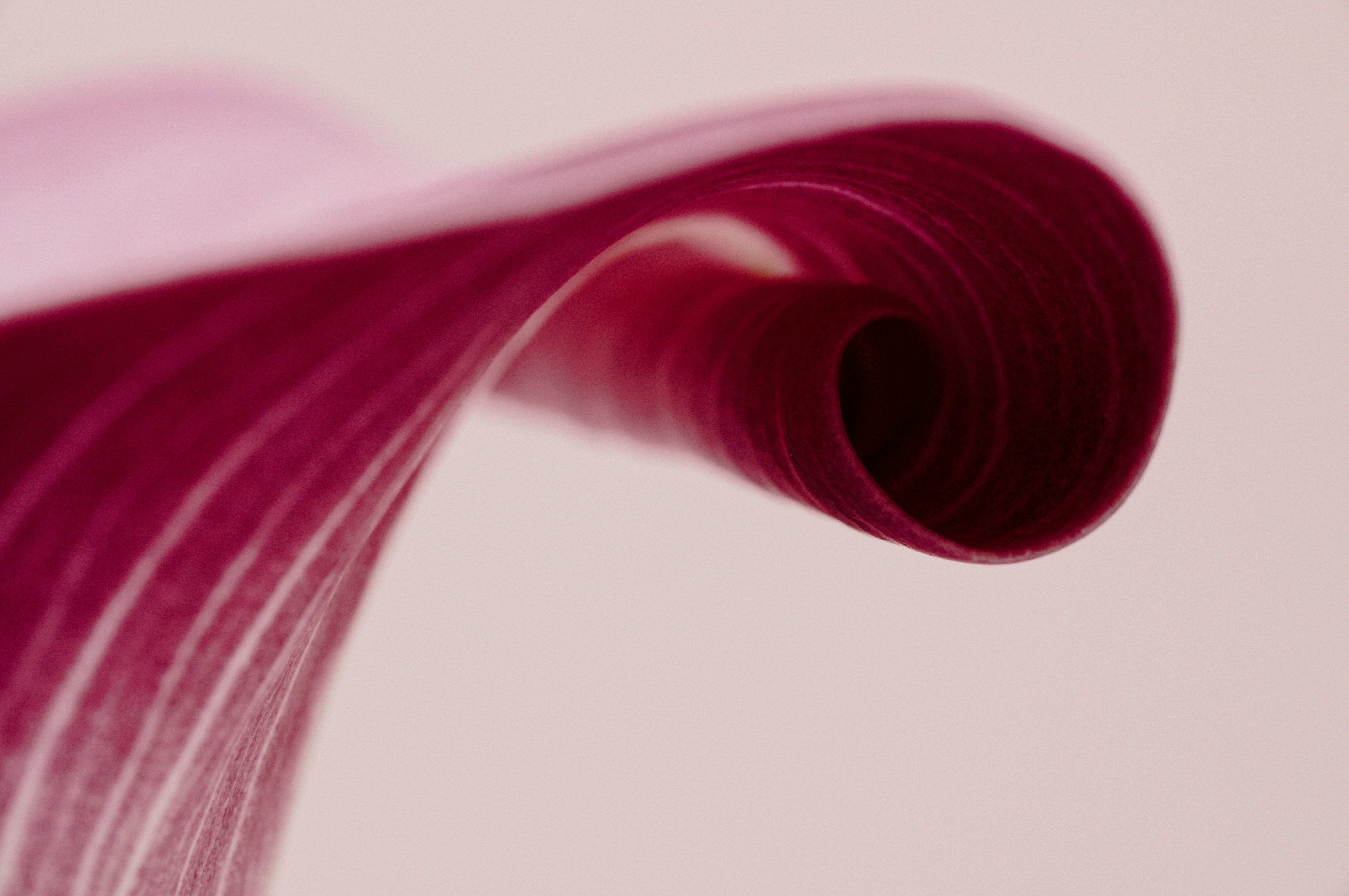 Curled Rose Tones: A Close-up of a Velvet Petal in Soft Pink