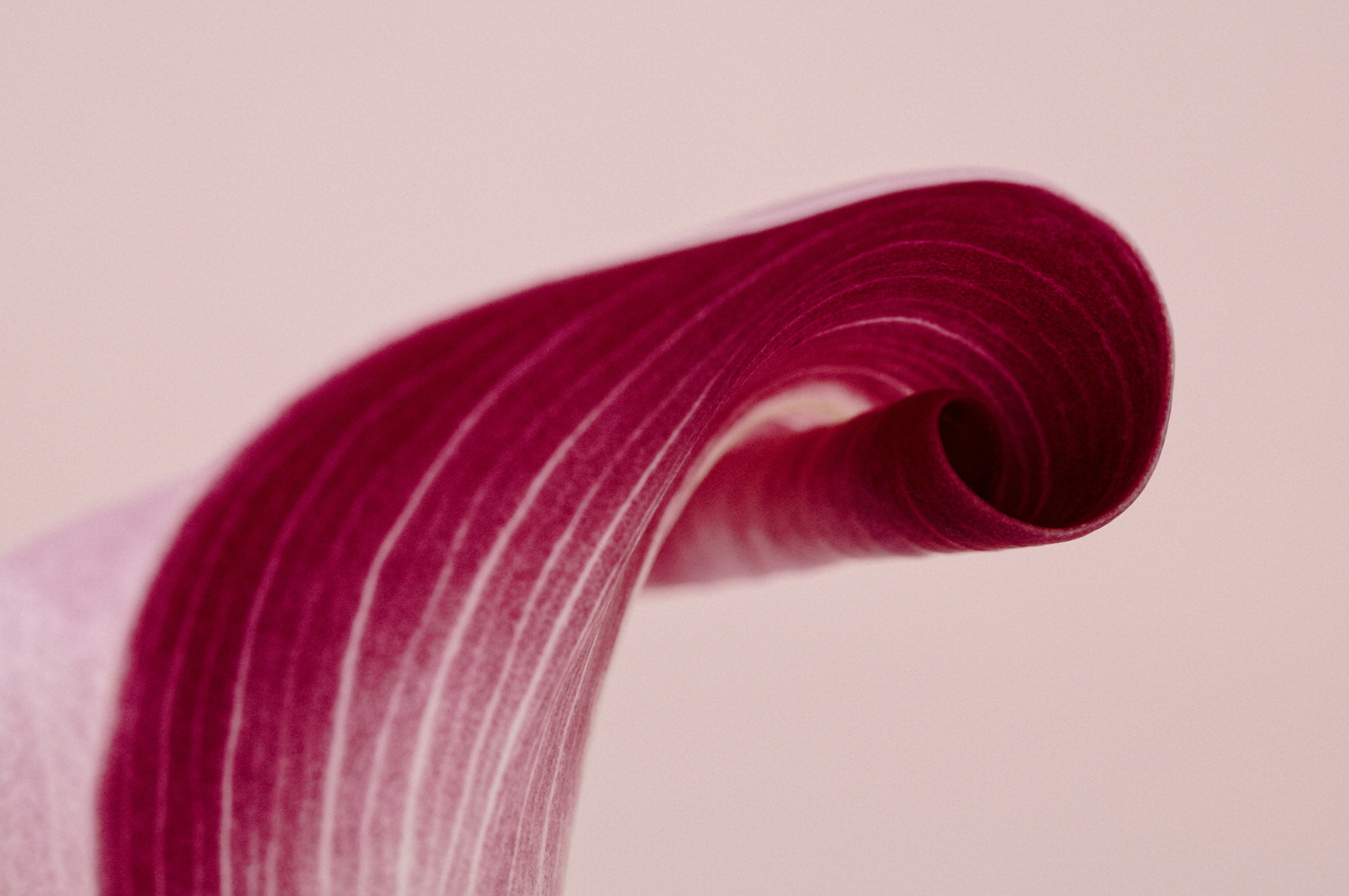 Crimson Curve: A Close-Up of a Twisting Petal