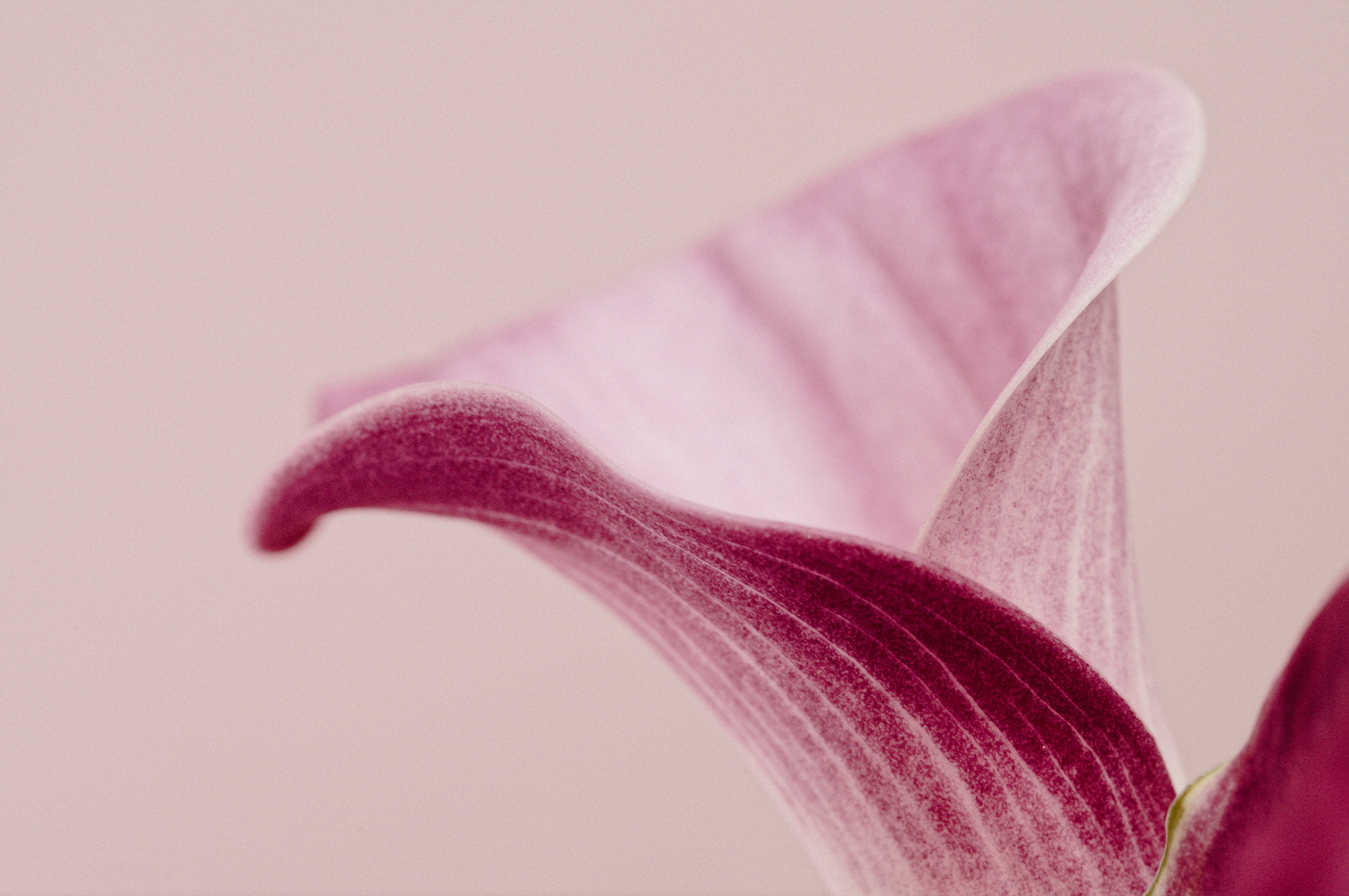 Soft Petal Curve: A Close Embrace of Orchid Light