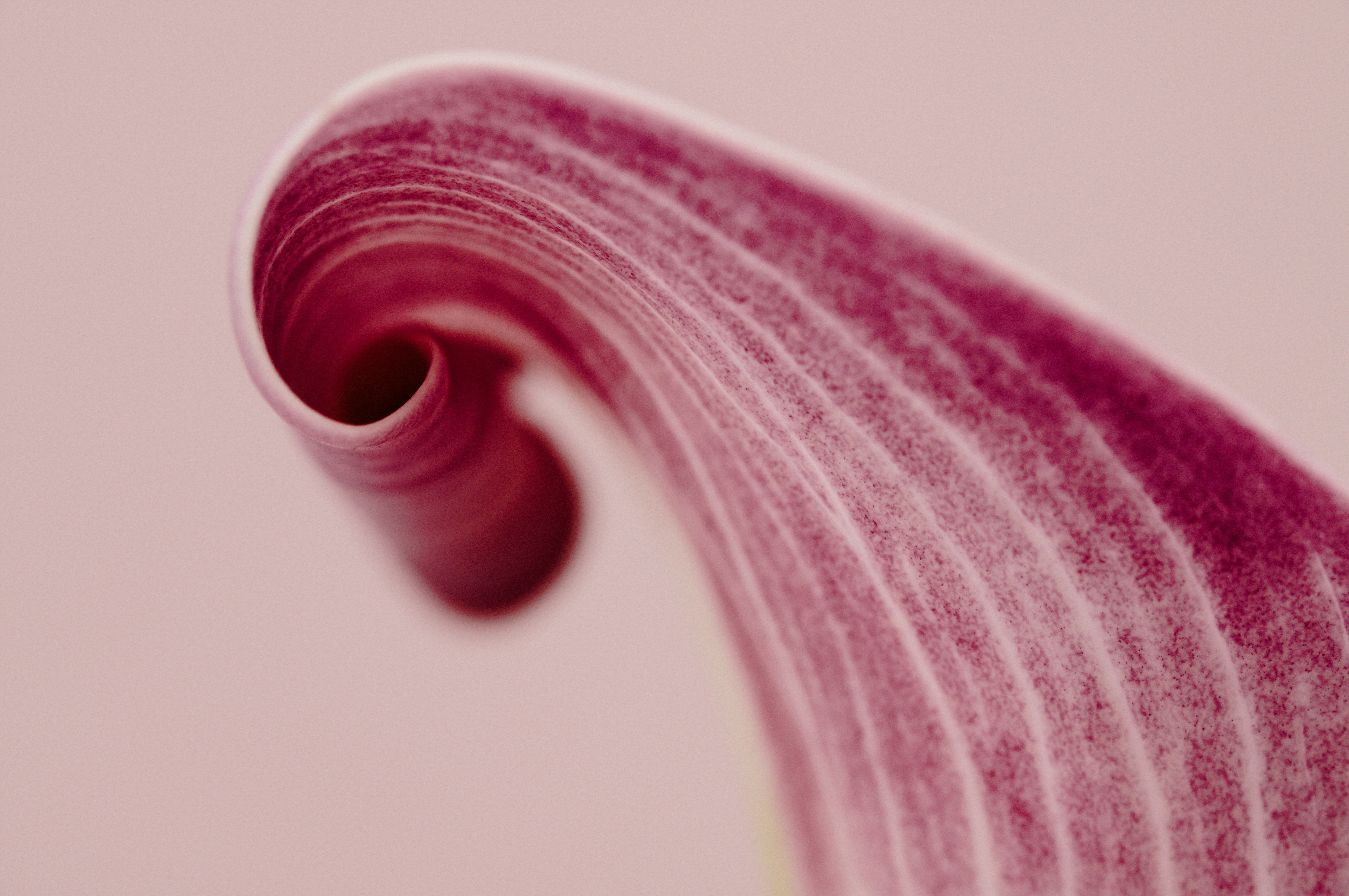 Curled Velvet: A Macro Study in Crimson Ribbon Textures