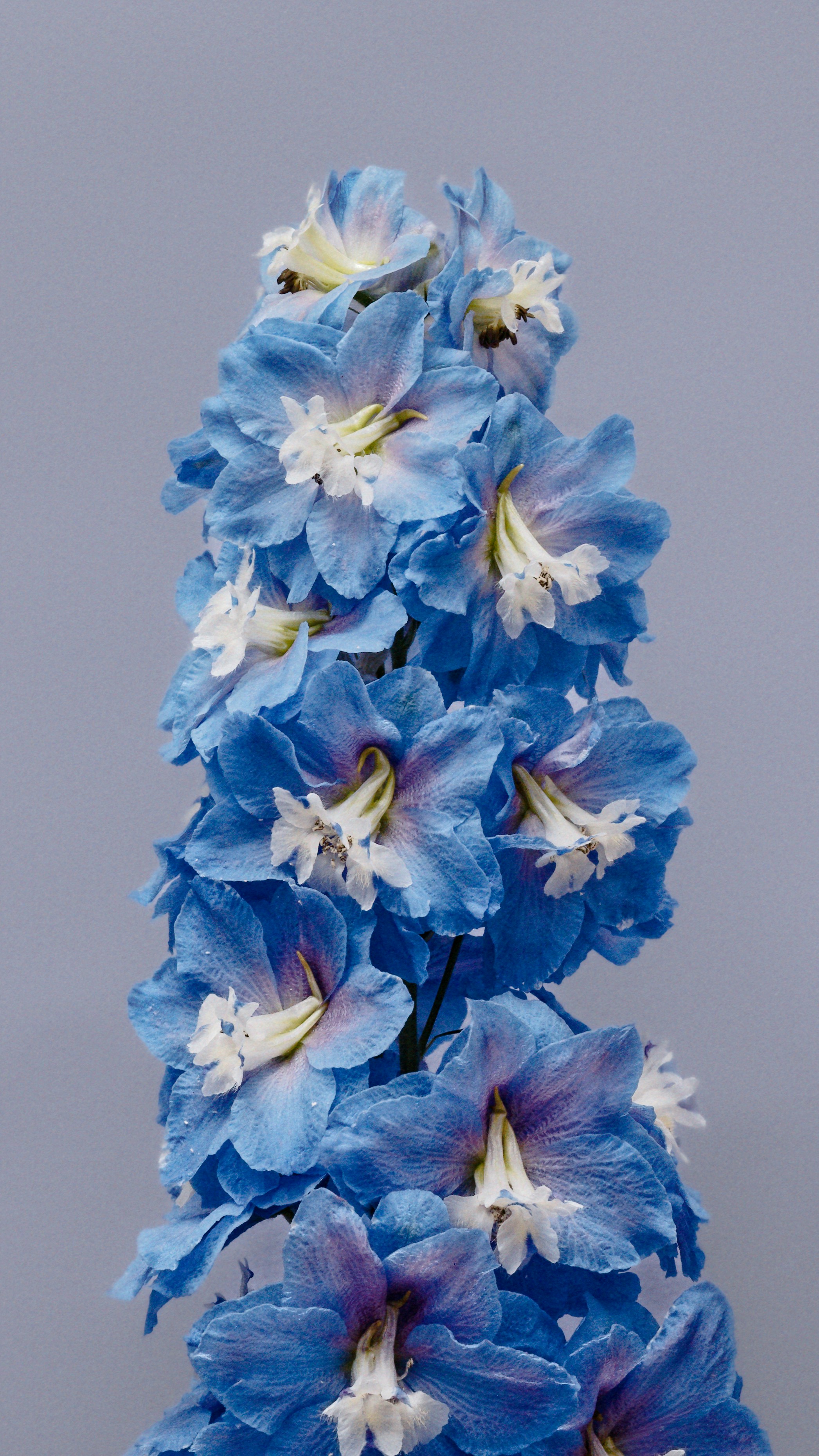 Blue Verve: A Vertical Cascade of Indigo Blooms