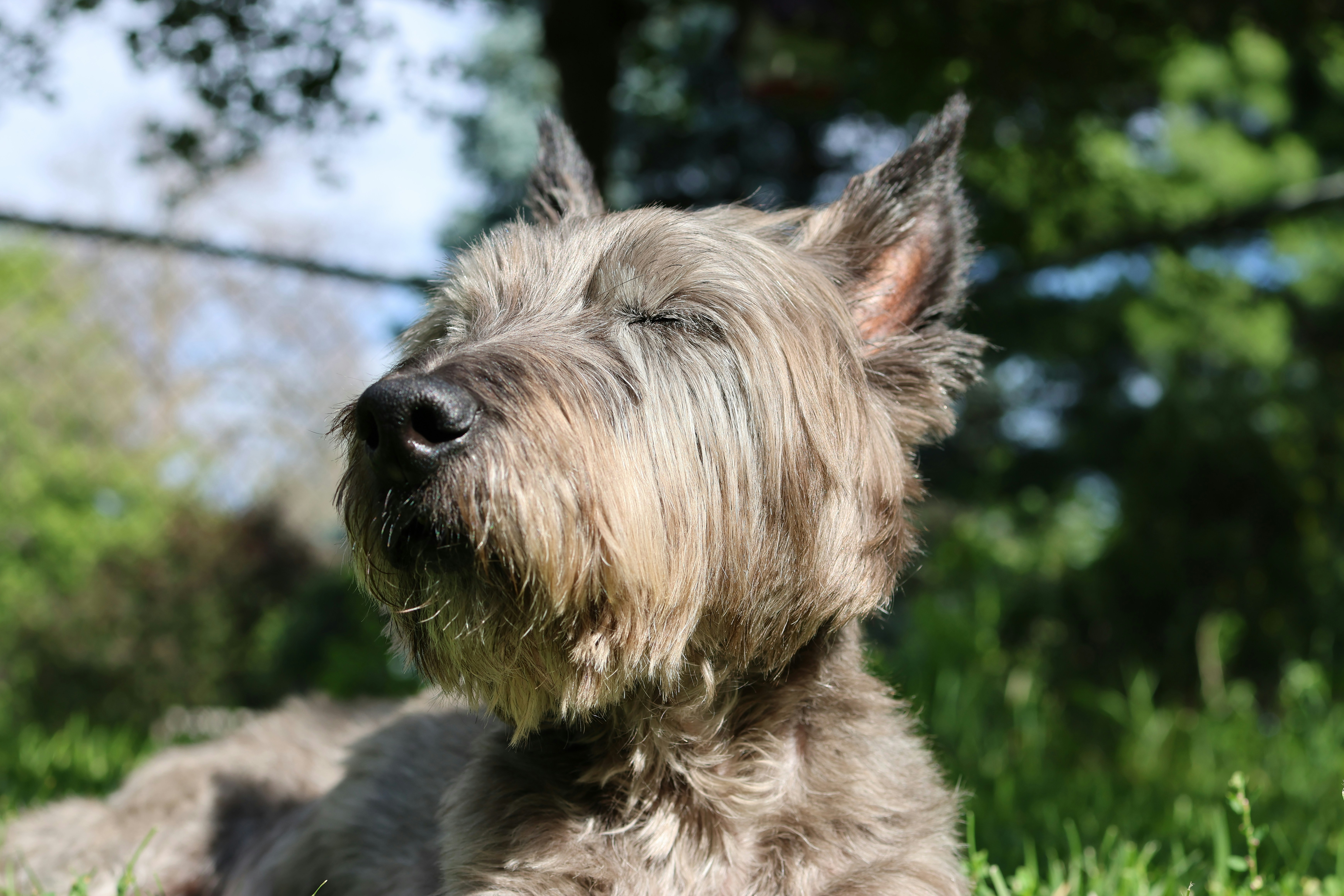 Snoozy Scoops: A Wind-ruffled Portrait in Warm Afternoon Light