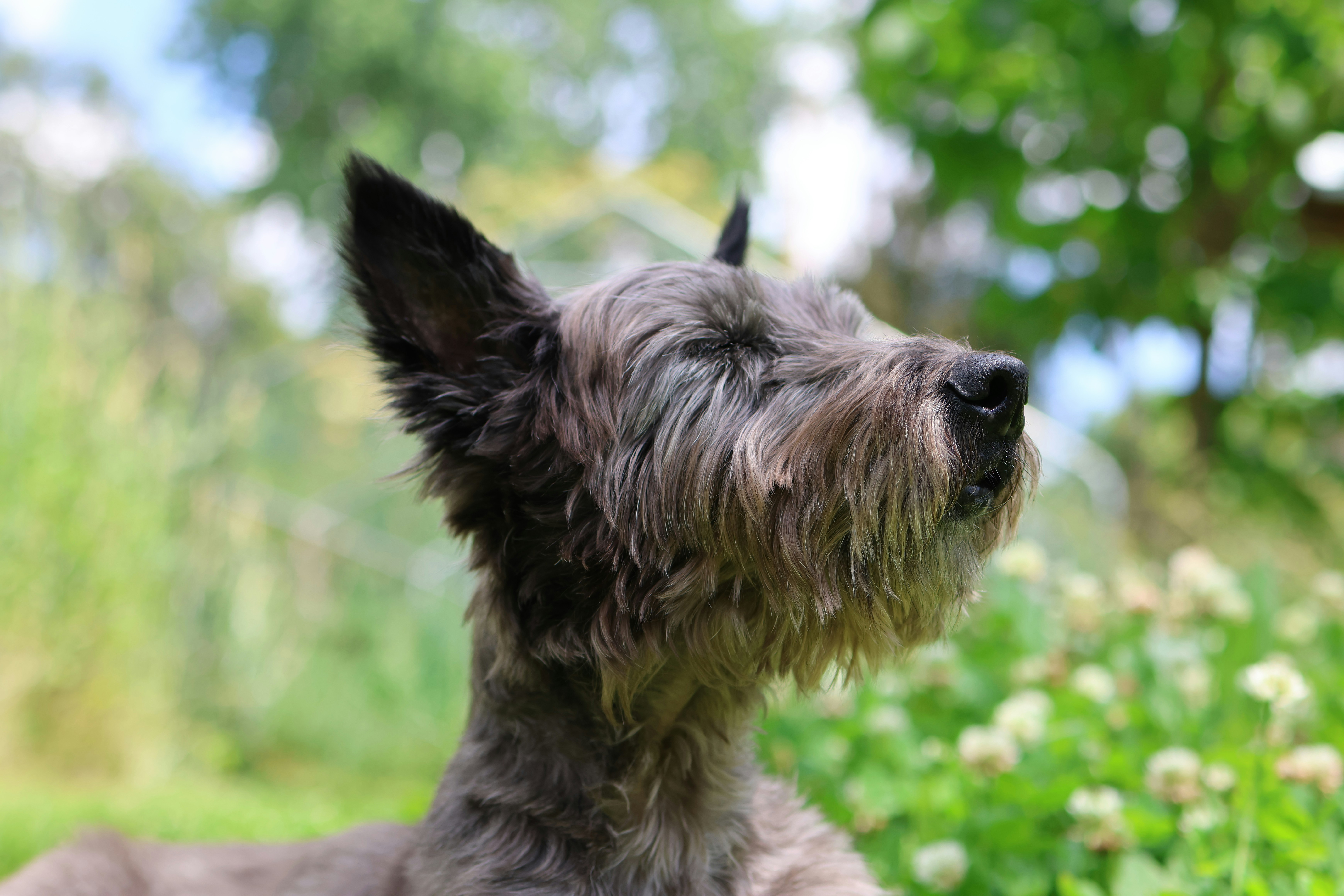 Covert Whirl of Fur: A Terrier in Bloom