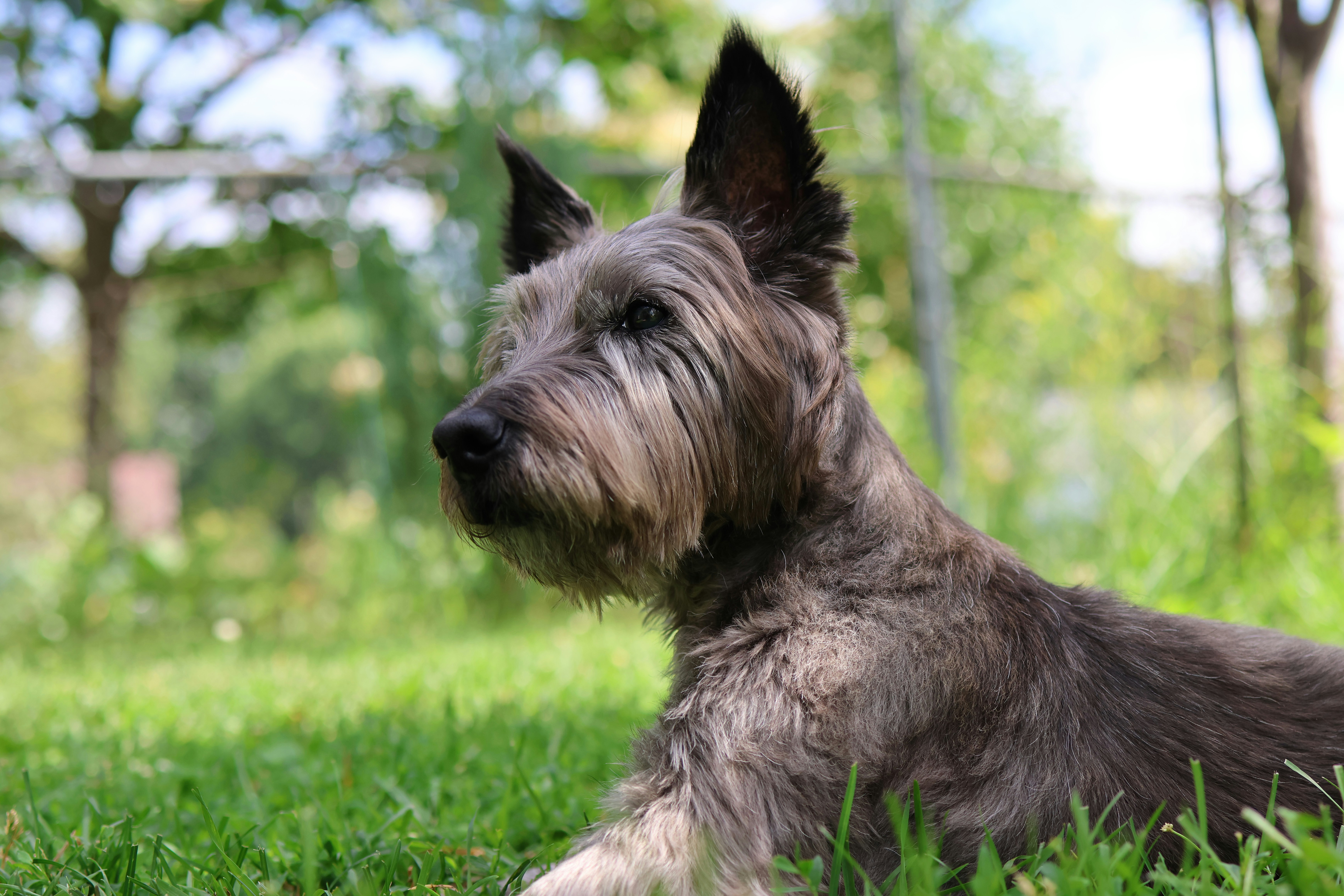 Stillness in the Grass: A Cairn-Like Terrier at Ease