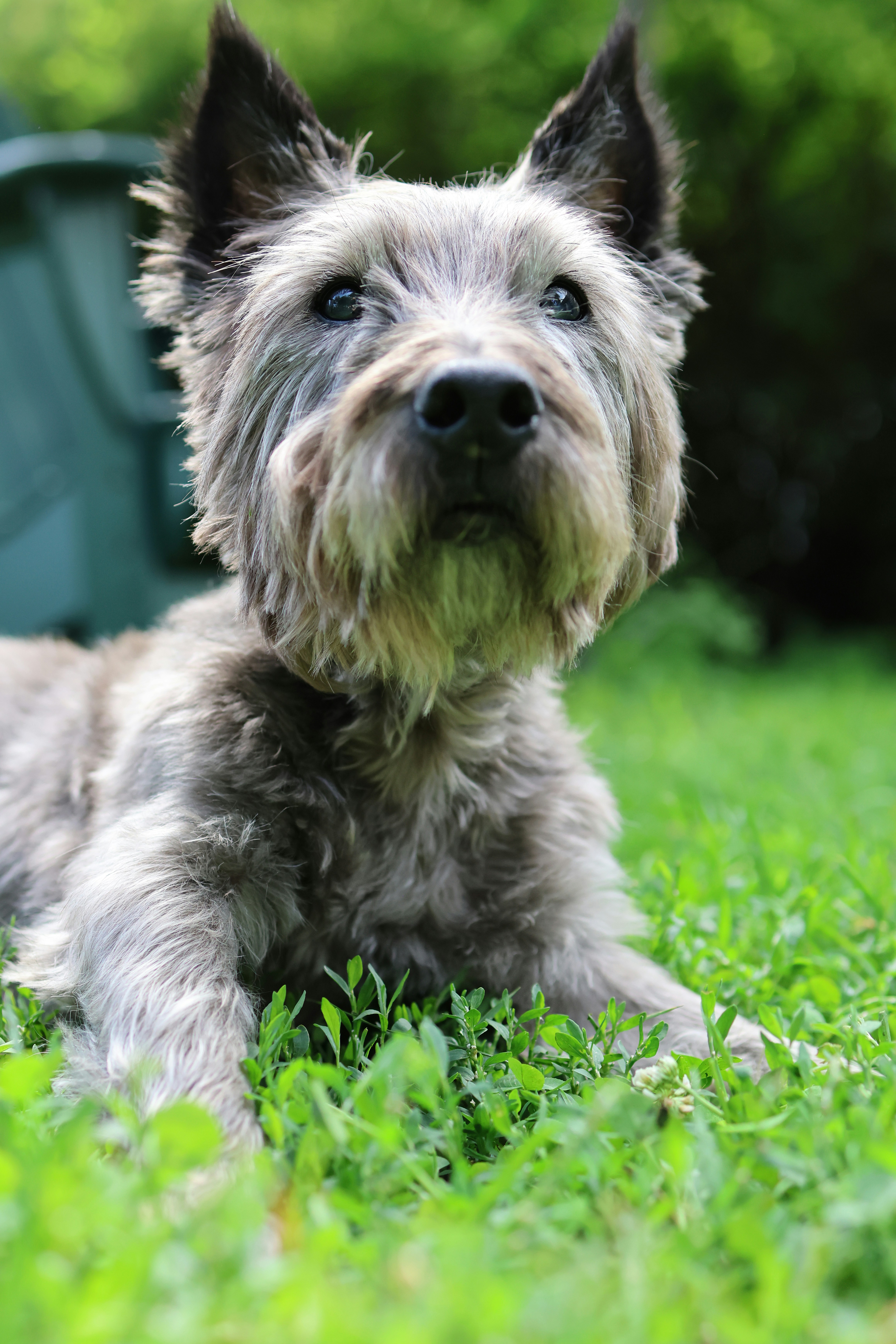 Gleaming Eyes, Gentle Guard: A Cairn-Like Terrier in Sunlit Grass