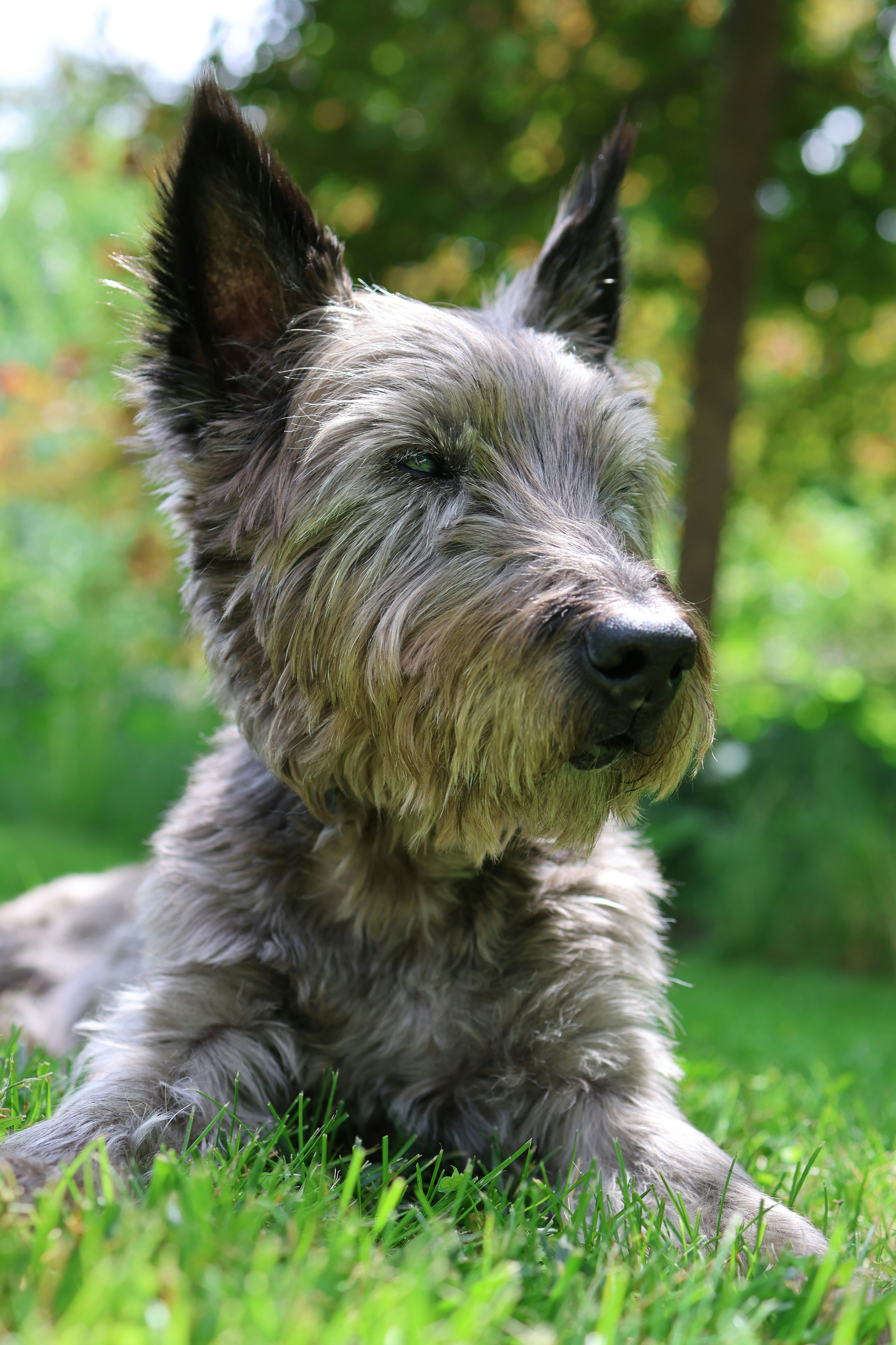 Close-Up of a Scruffy Terrier-Style Dog Resting on Lush Grass