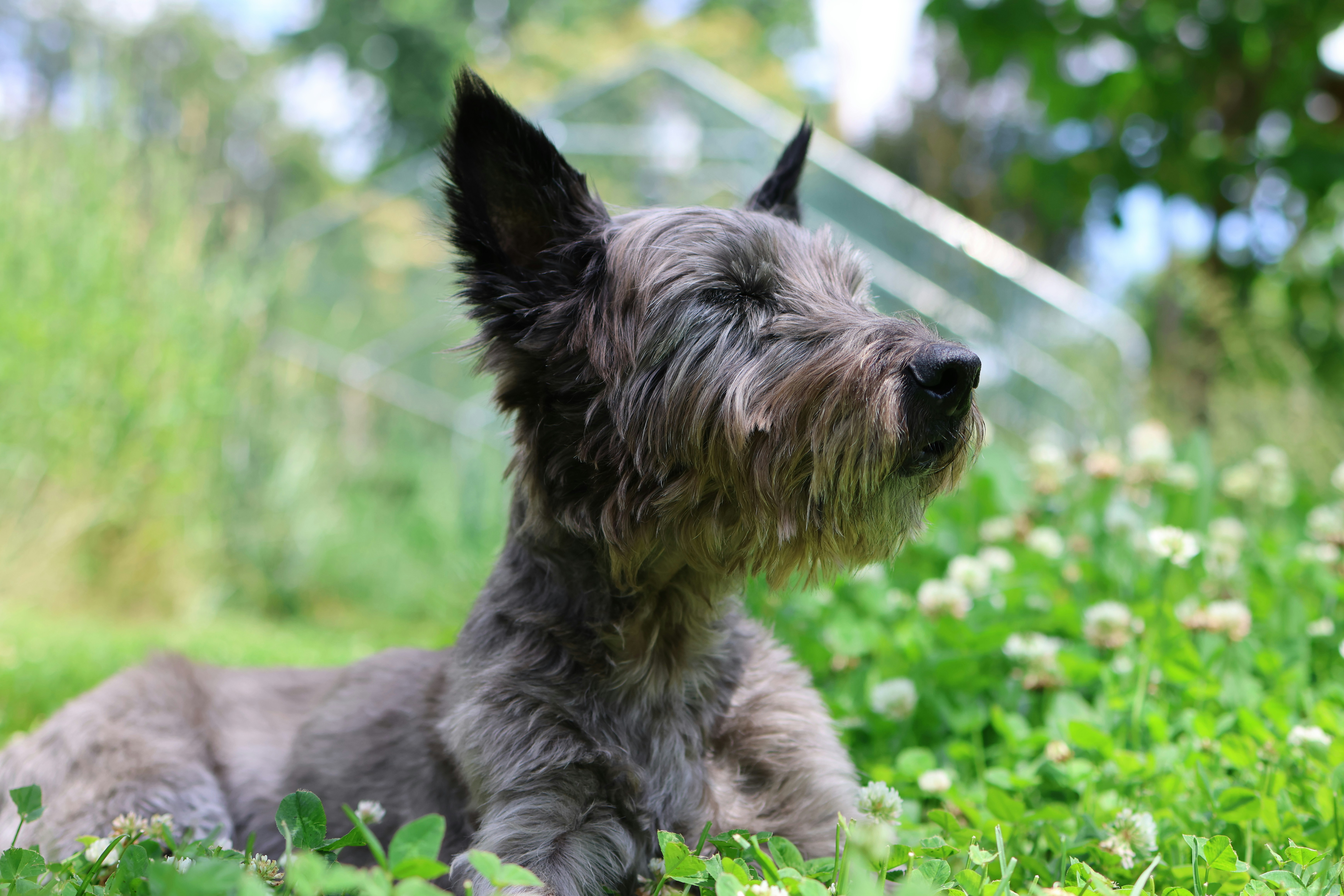 Late-summer Airedale Gaze in a Sunlit Meadow