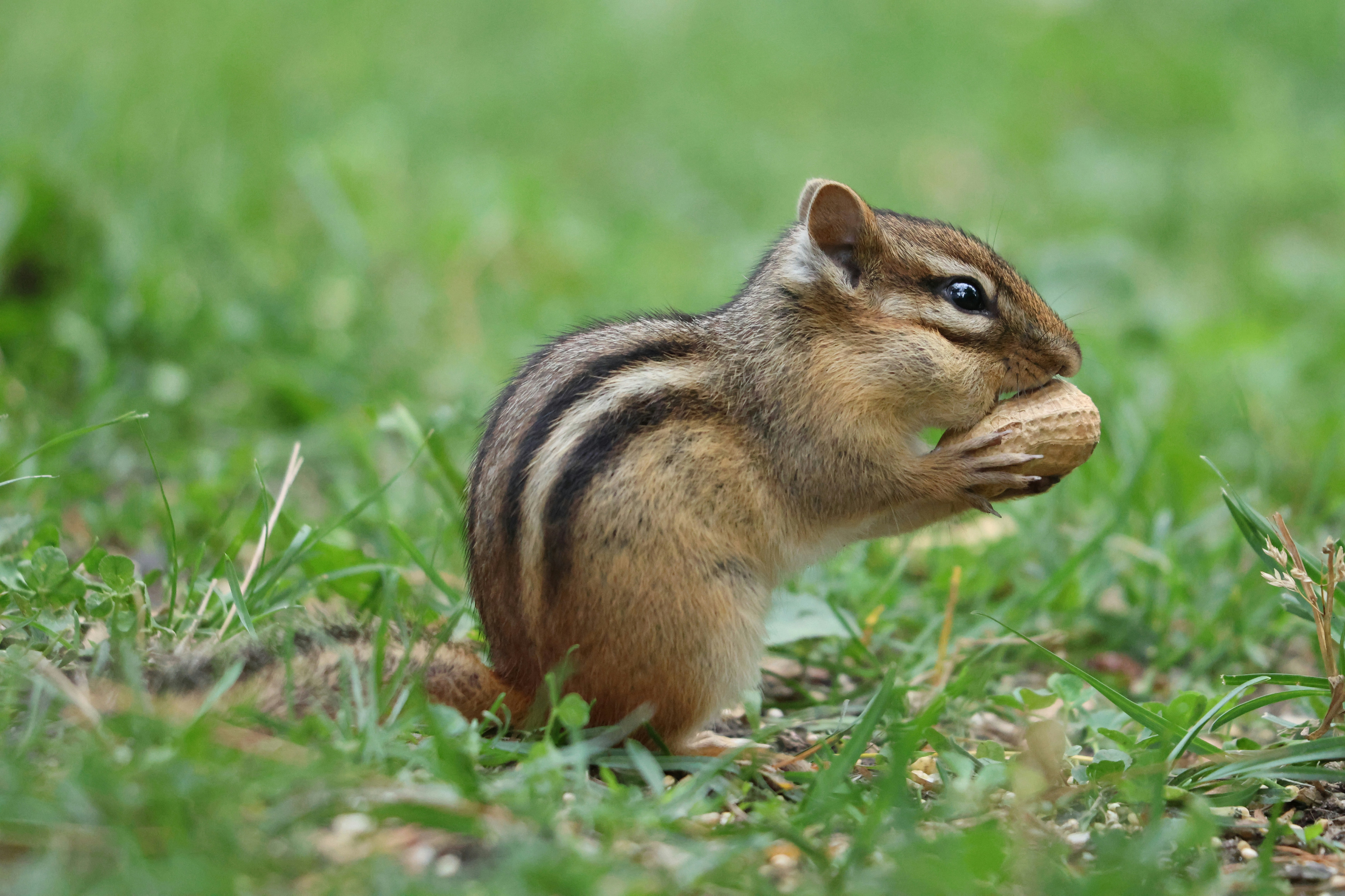 An Eastern Chipmunk holds a whole peanut in green grass & White Dutch Clover