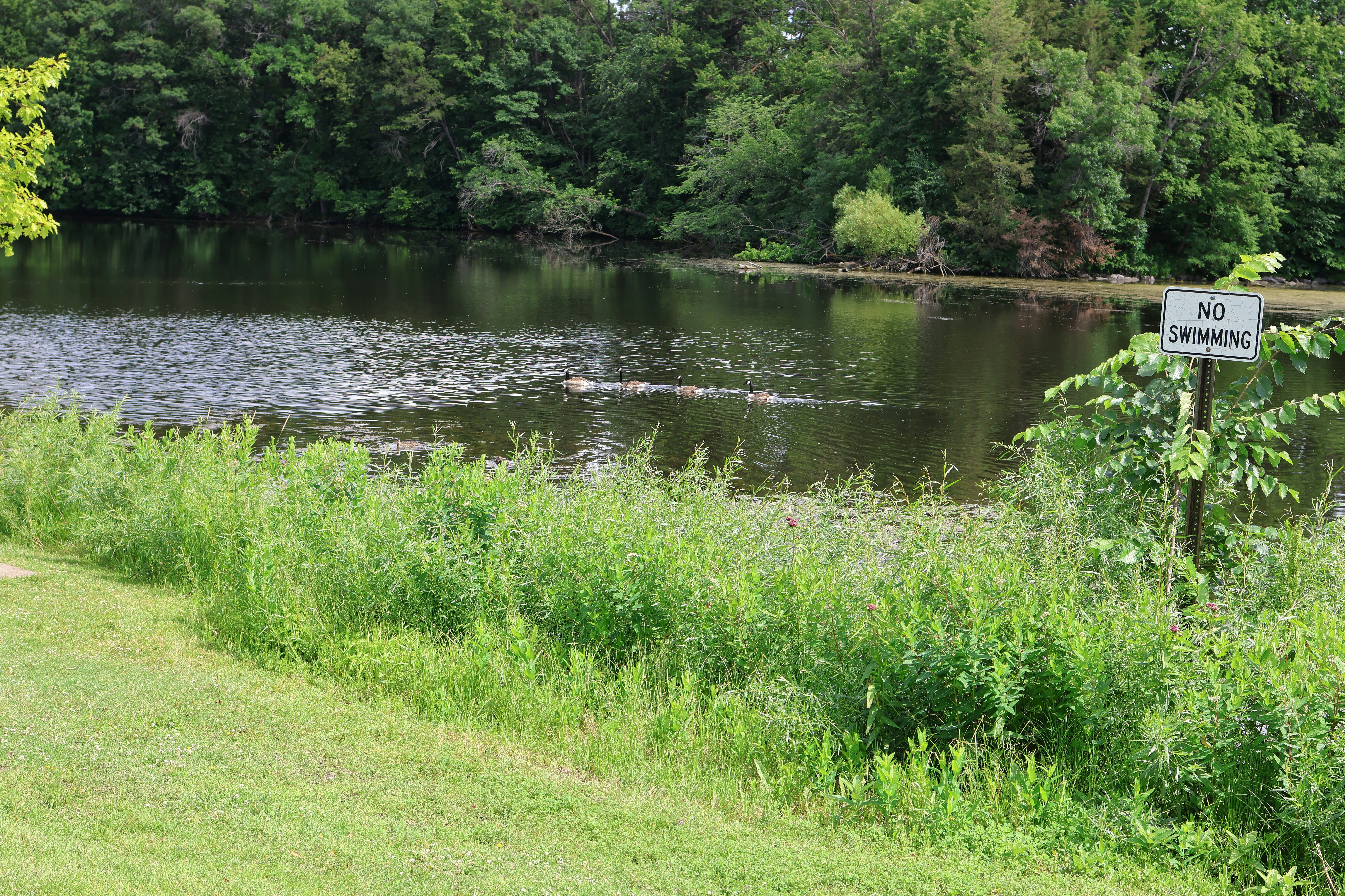 Quiet Lakeside with No Swimming Sign and Lush Greenbank
