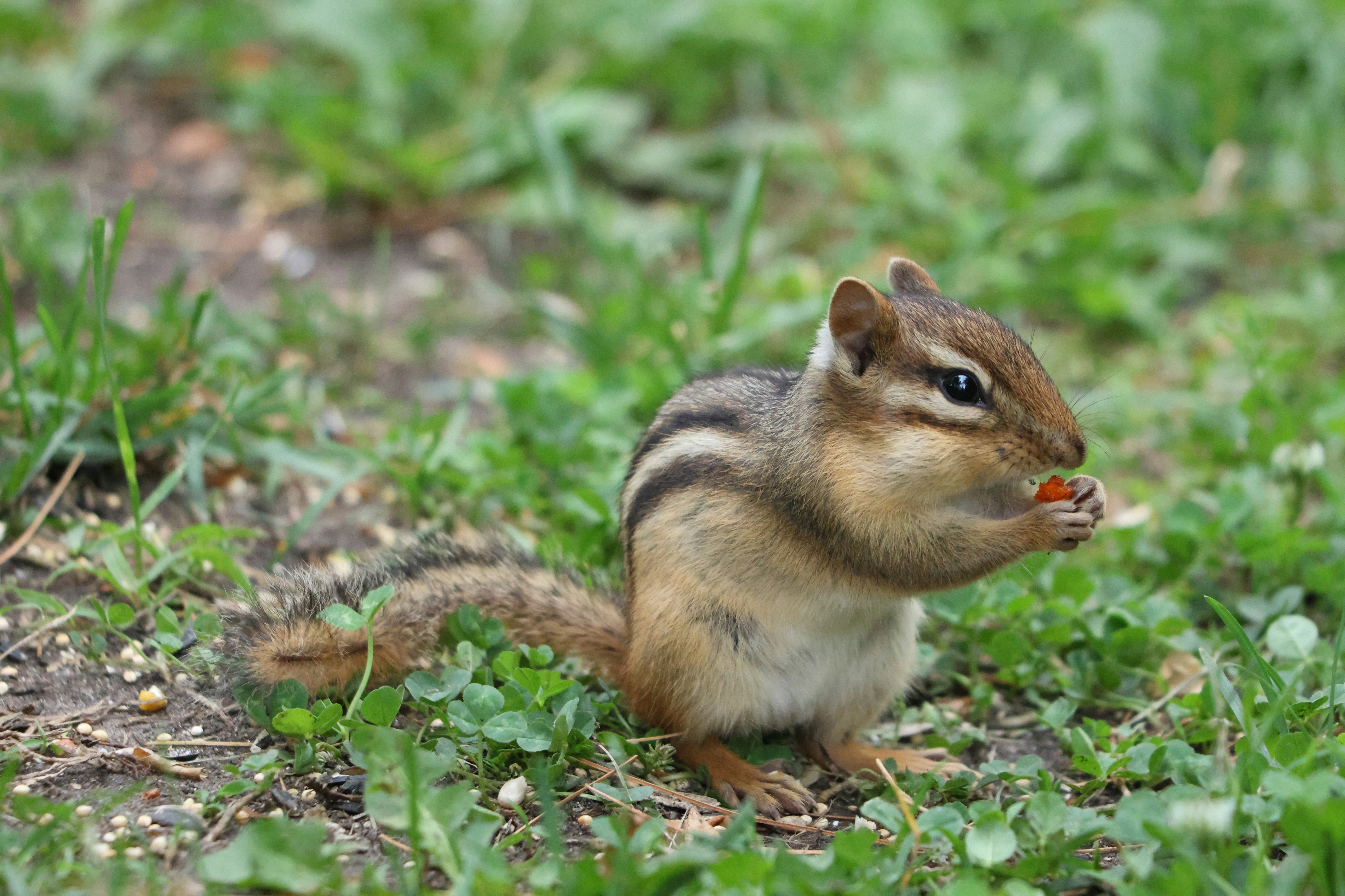 Chipmunk at Mealtime: Sunlit Snack on a Patch of Ground