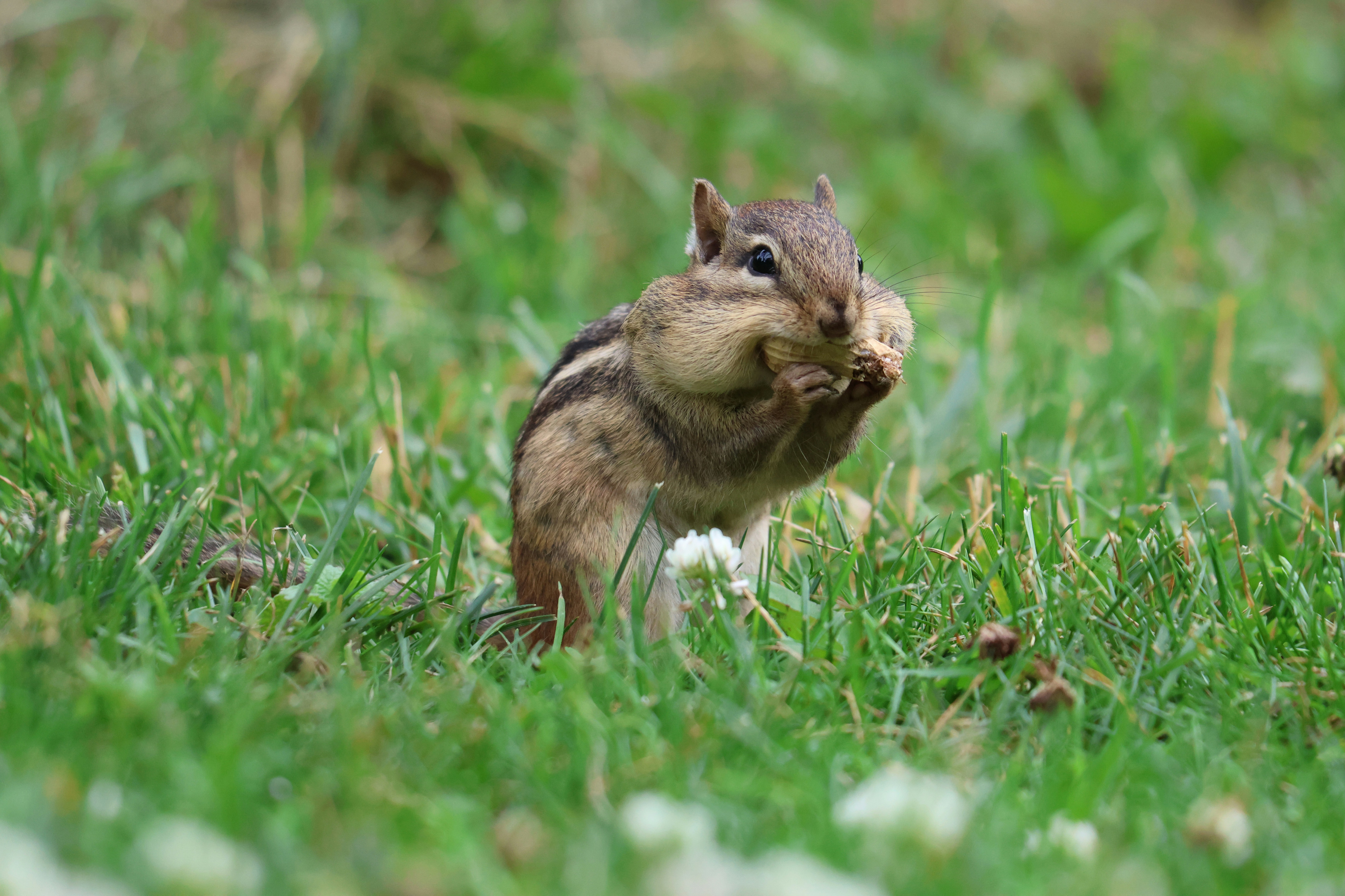 An Eastern Chipmunk eats a whole peanut in green grass & White Dutch Clover