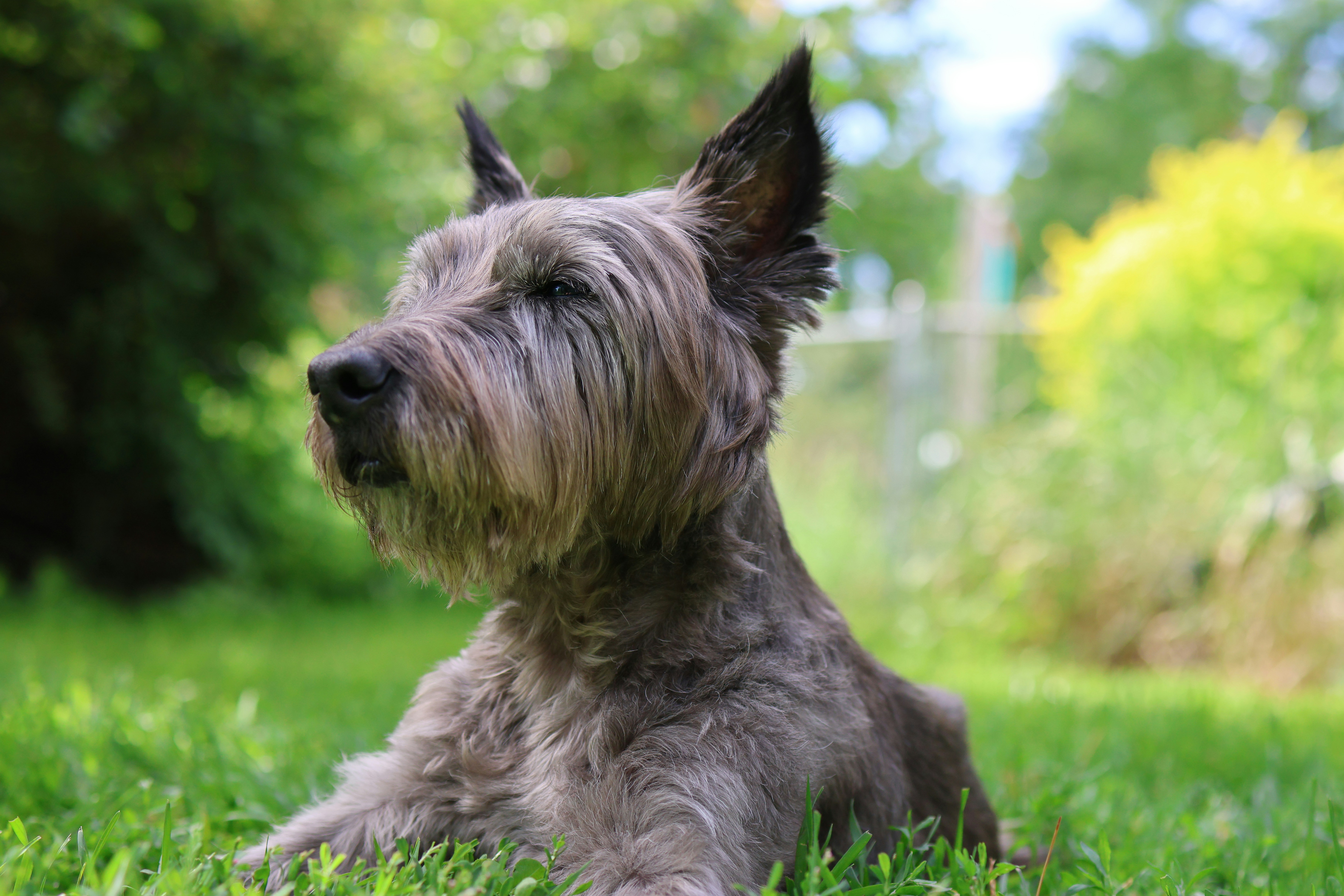 Lounge in the Green: A Terrier Resting in Sunlit Grass