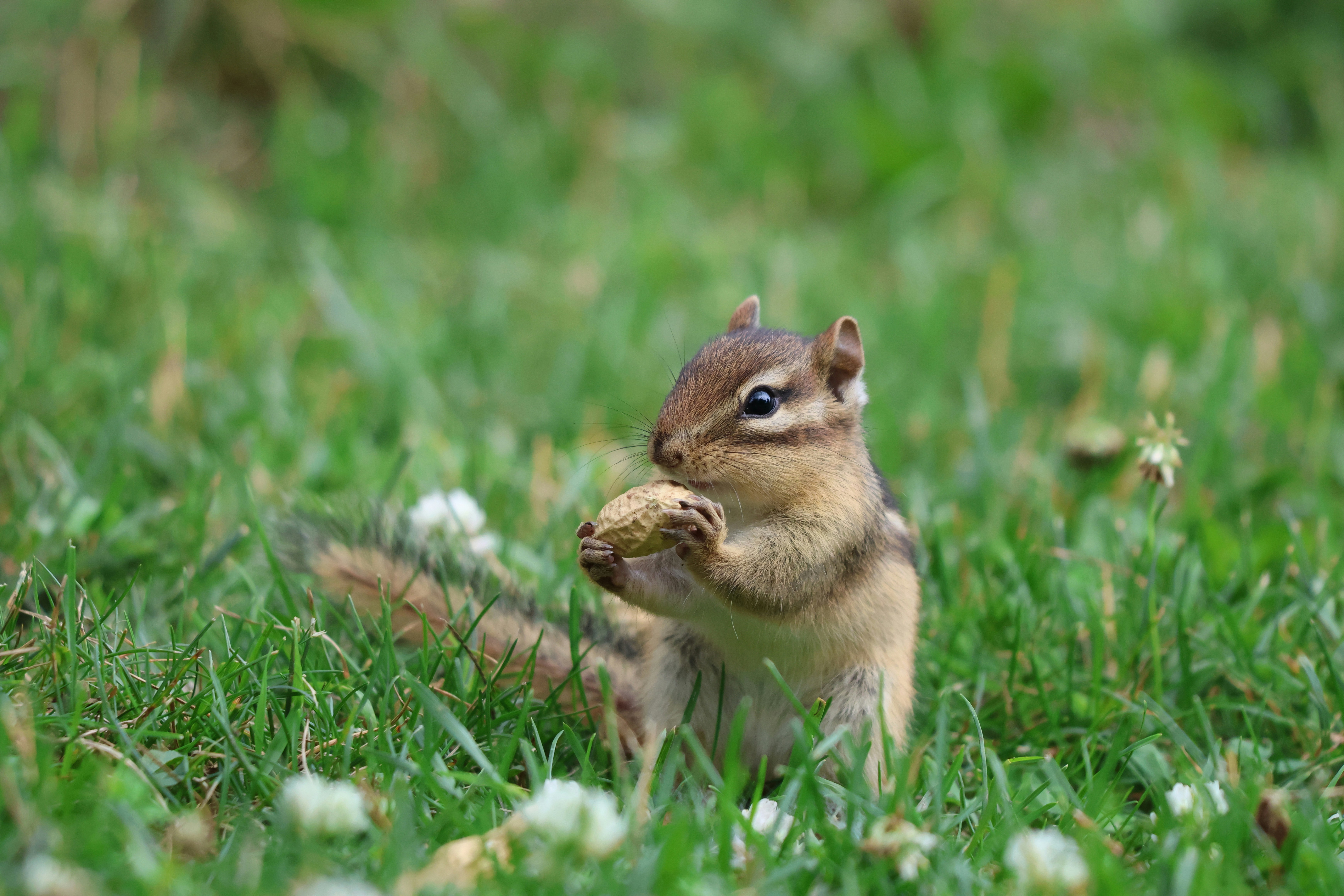 An Eastern Chipmunk holds a whole peanut in green grass & White Dutch Clover
