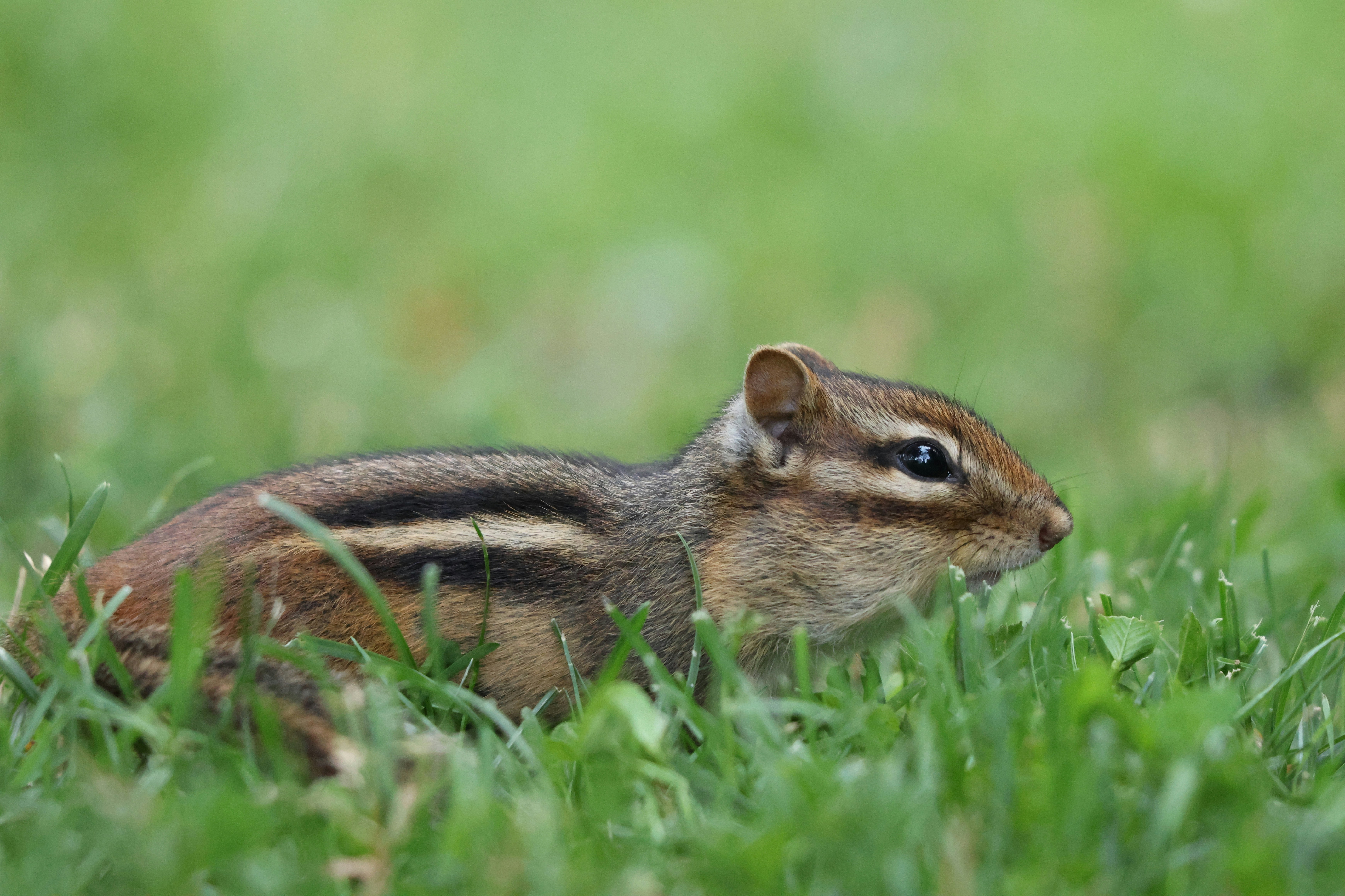 Low-Curiosity Burrow: A Chipmunk's Ground-Level Pause