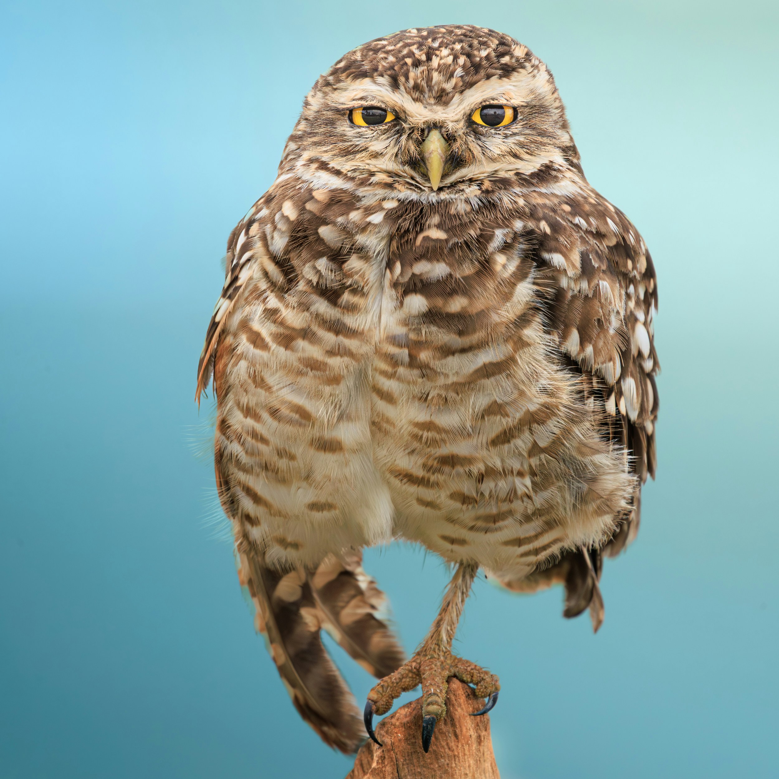 Stare of the Silent Falcon: Focused Owl Portrait