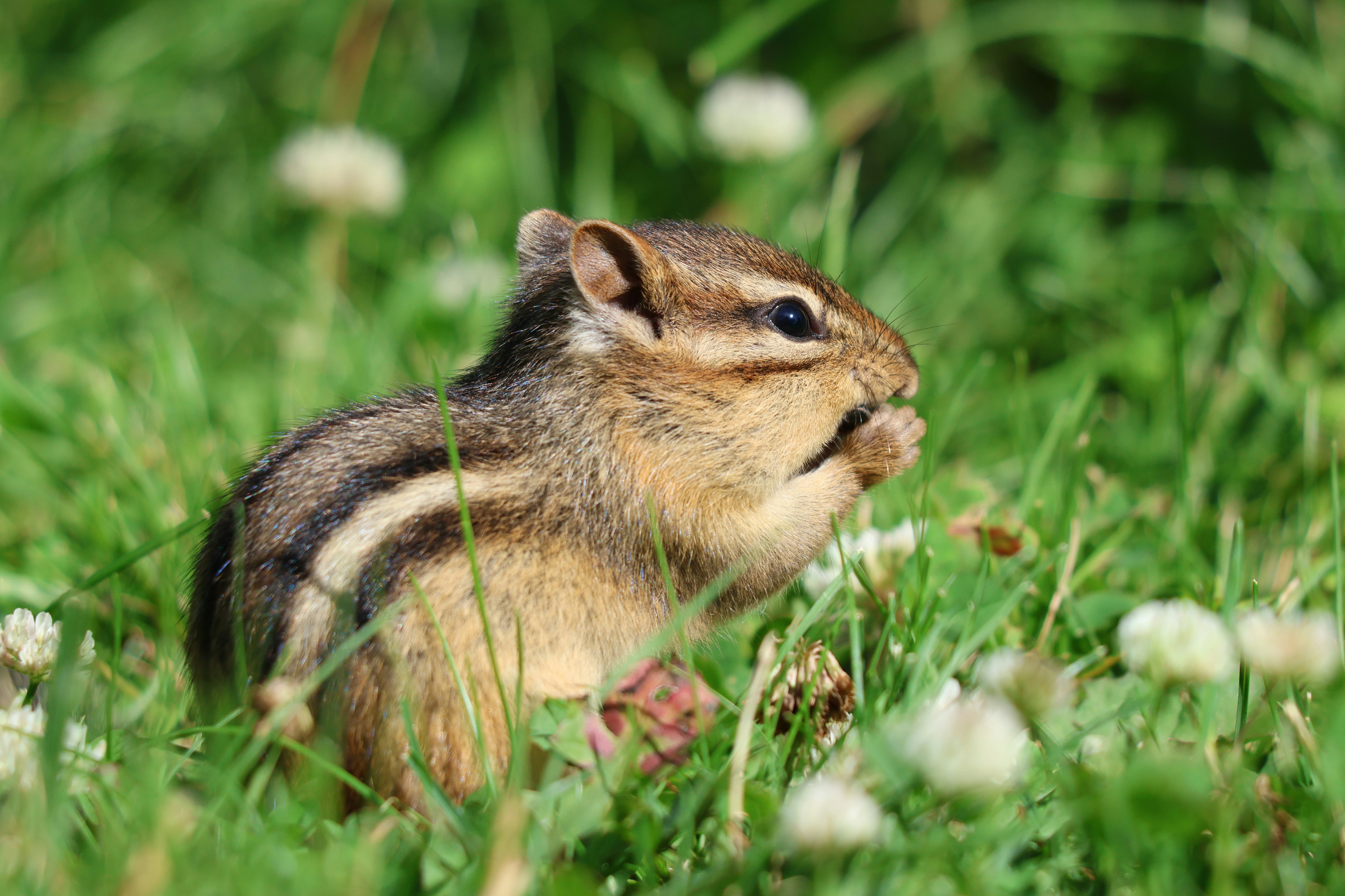 An Eastern Chipmunk eats a sunflower seed in green grass & White Dutch Clover
