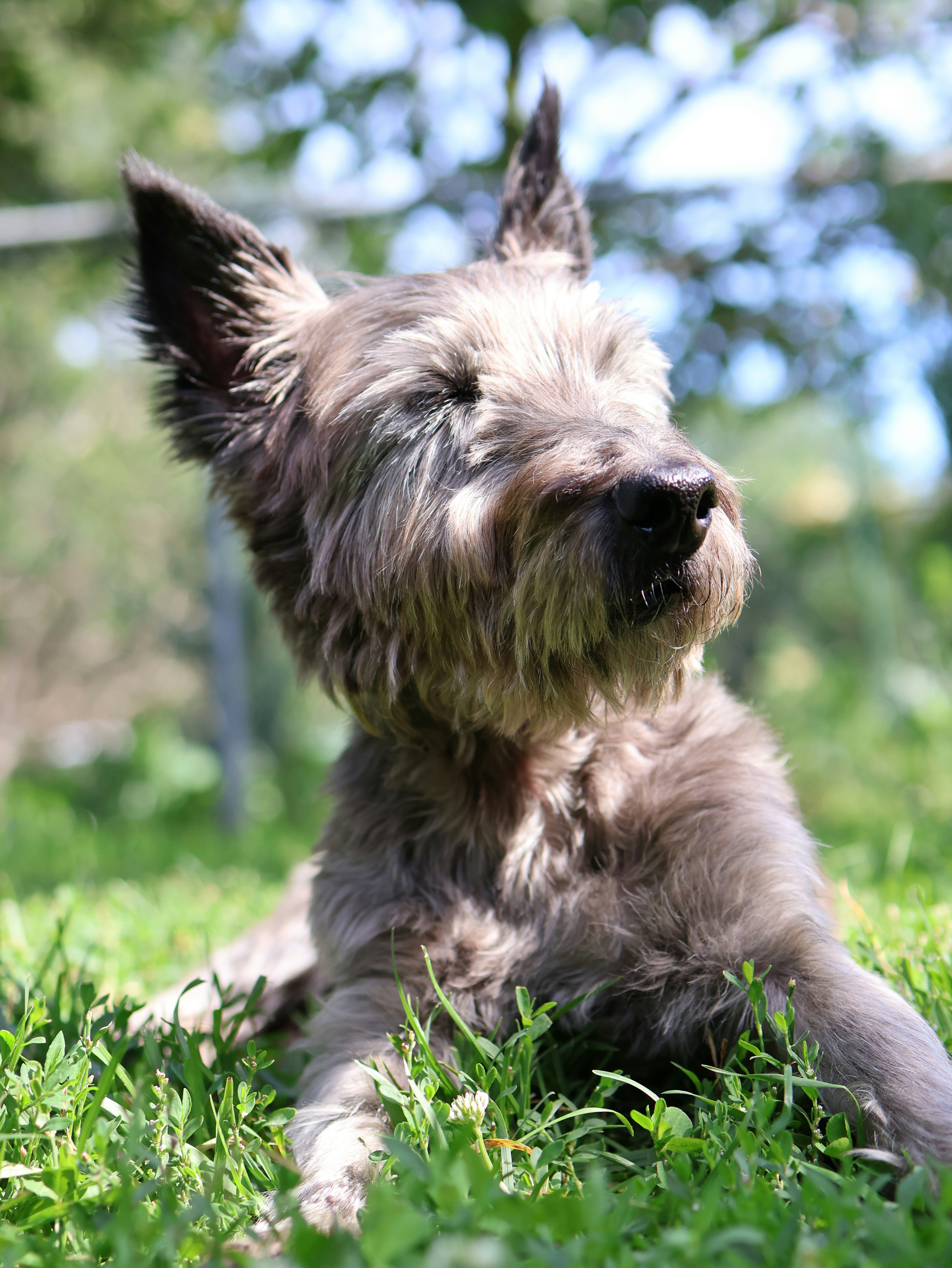 Sunny Snooze: A Terrier's Puzzled Doze in the Grass