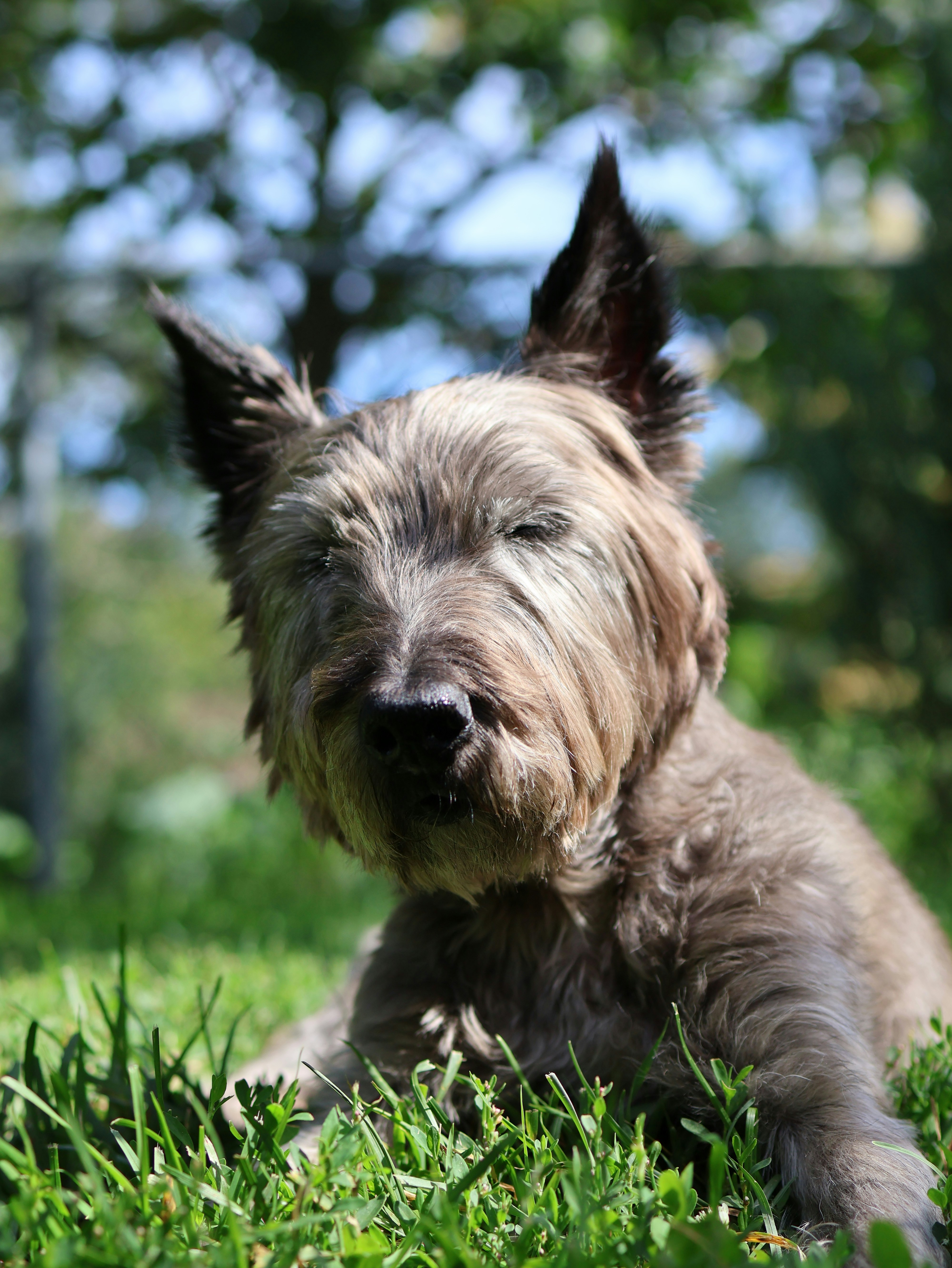 Cozy Cairn: A Scruffy Pup Soaks Up Afternoon Sun
