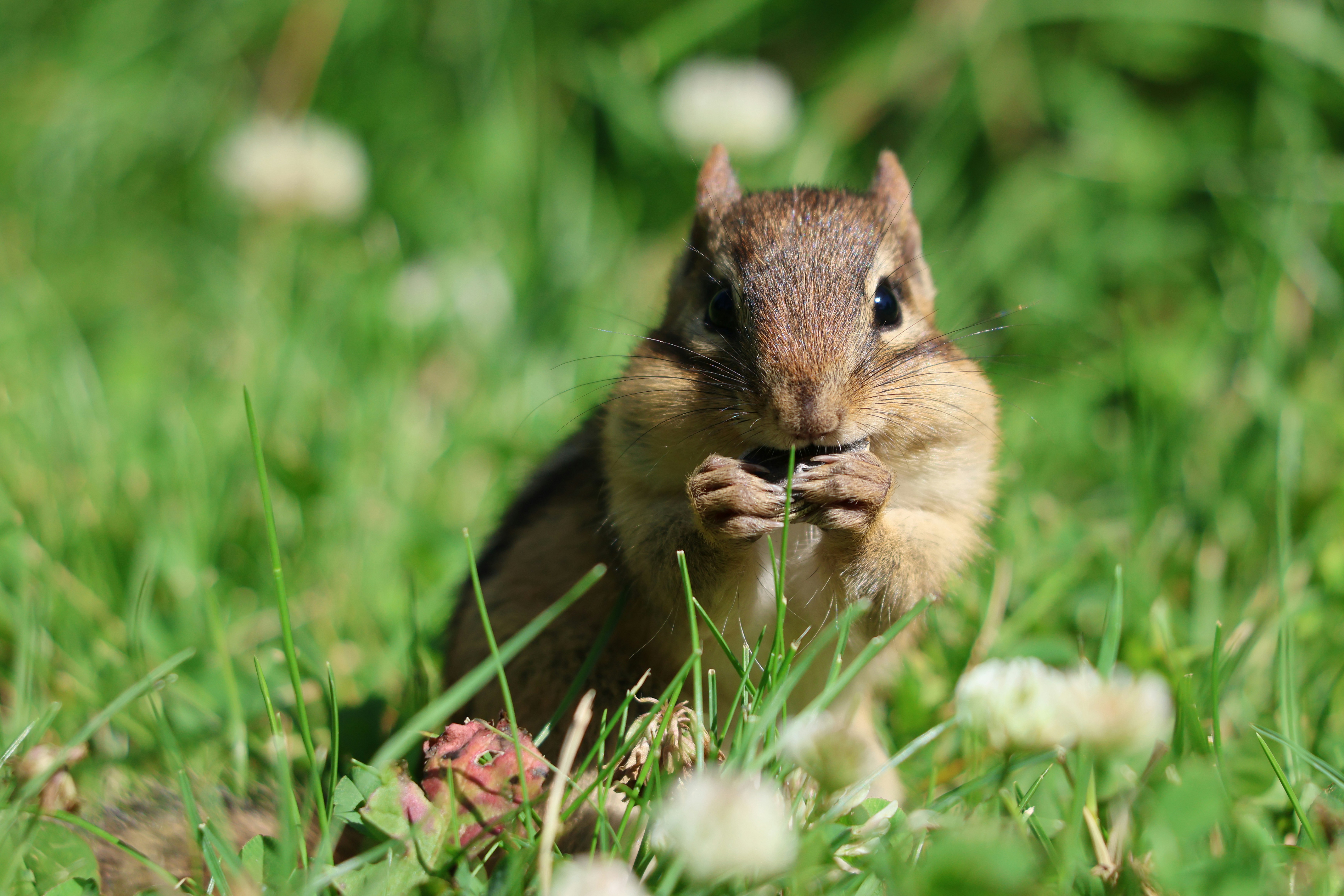 An Eastern Chipmunk eats a sunflower seed in green grass & White Dutch Clover