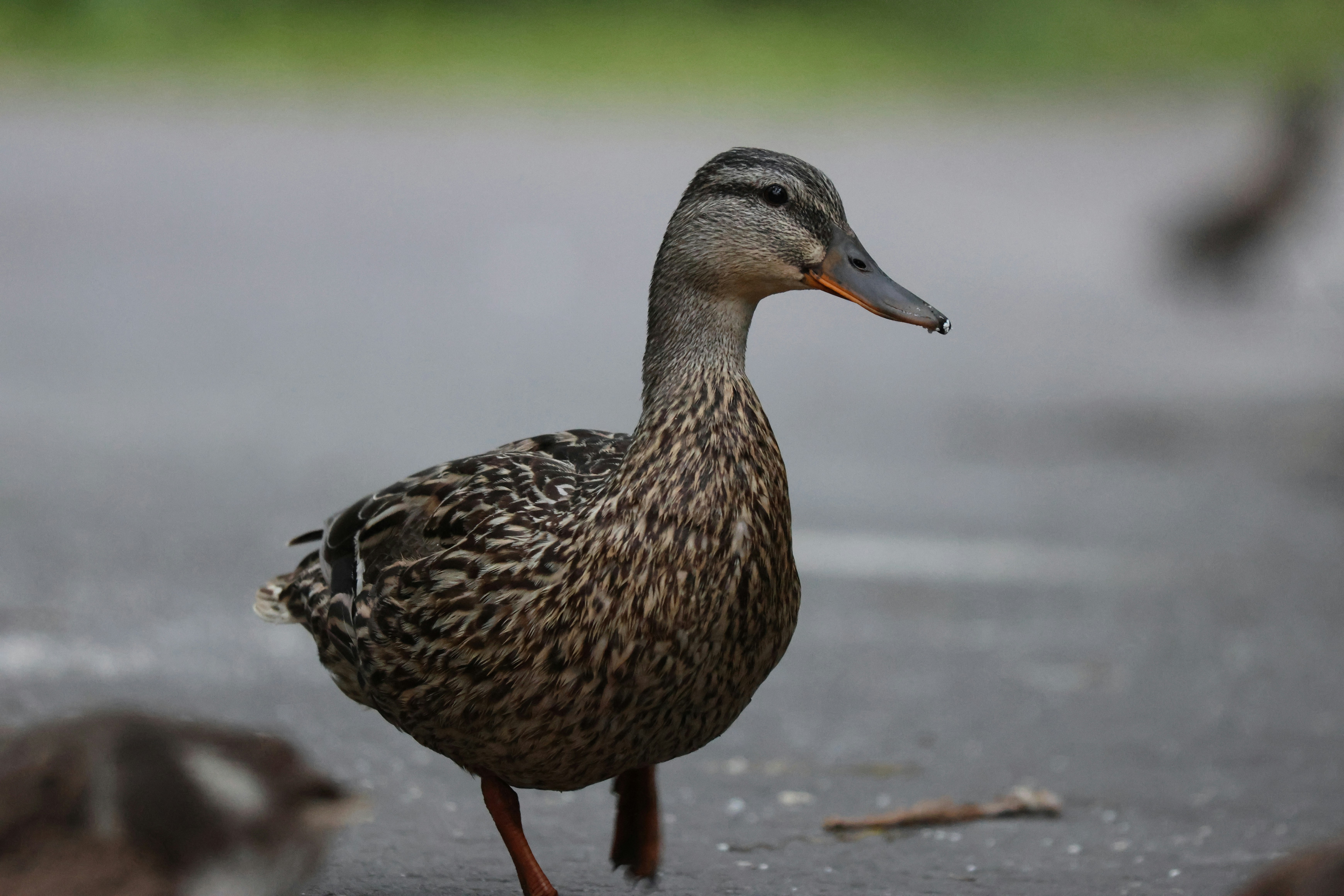 Low-Clying Mallard on a Foggy Shoreline