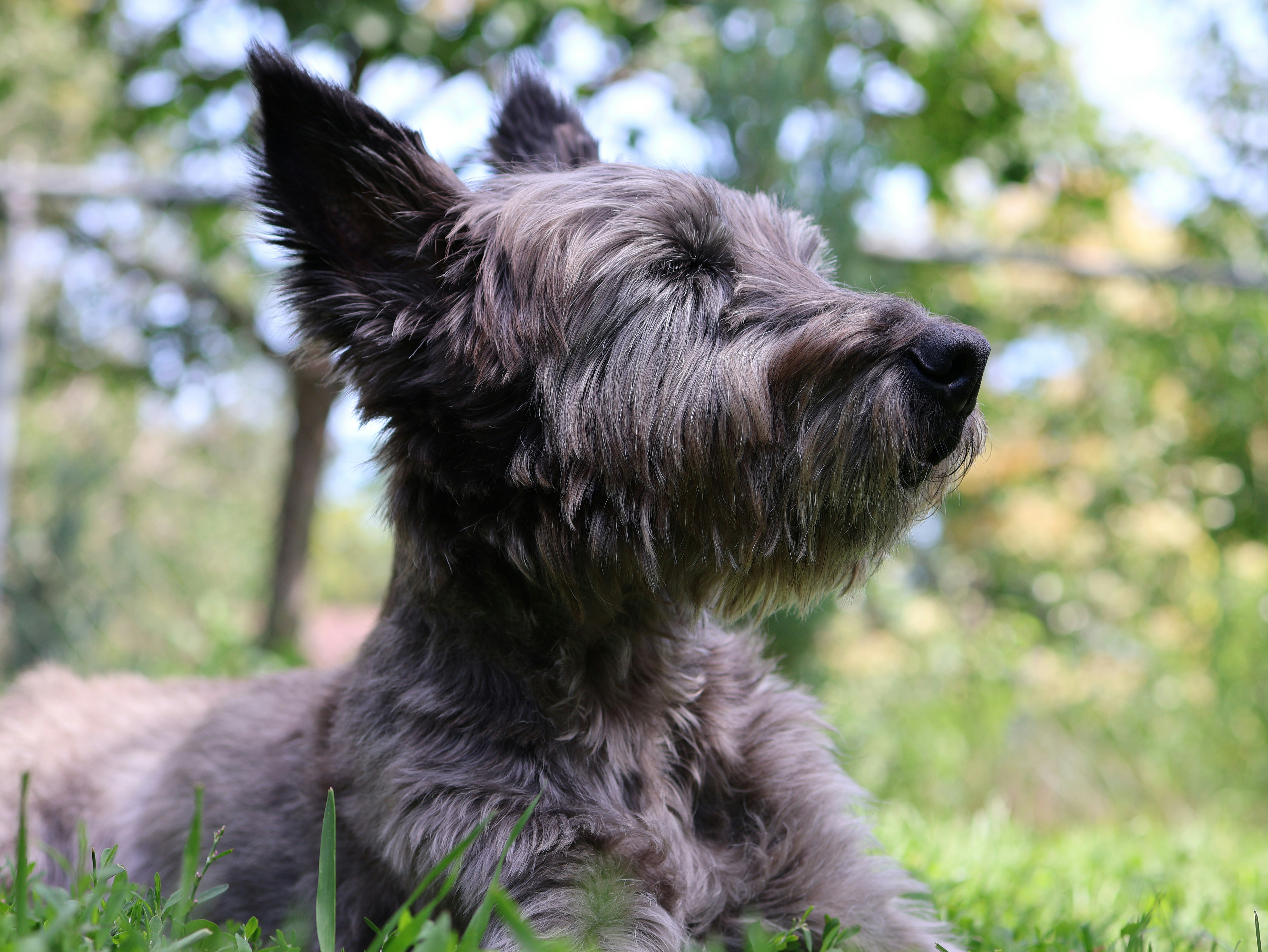 Rusty Cairn: A Portrait of a Barking Wind-Polished Schnauzer