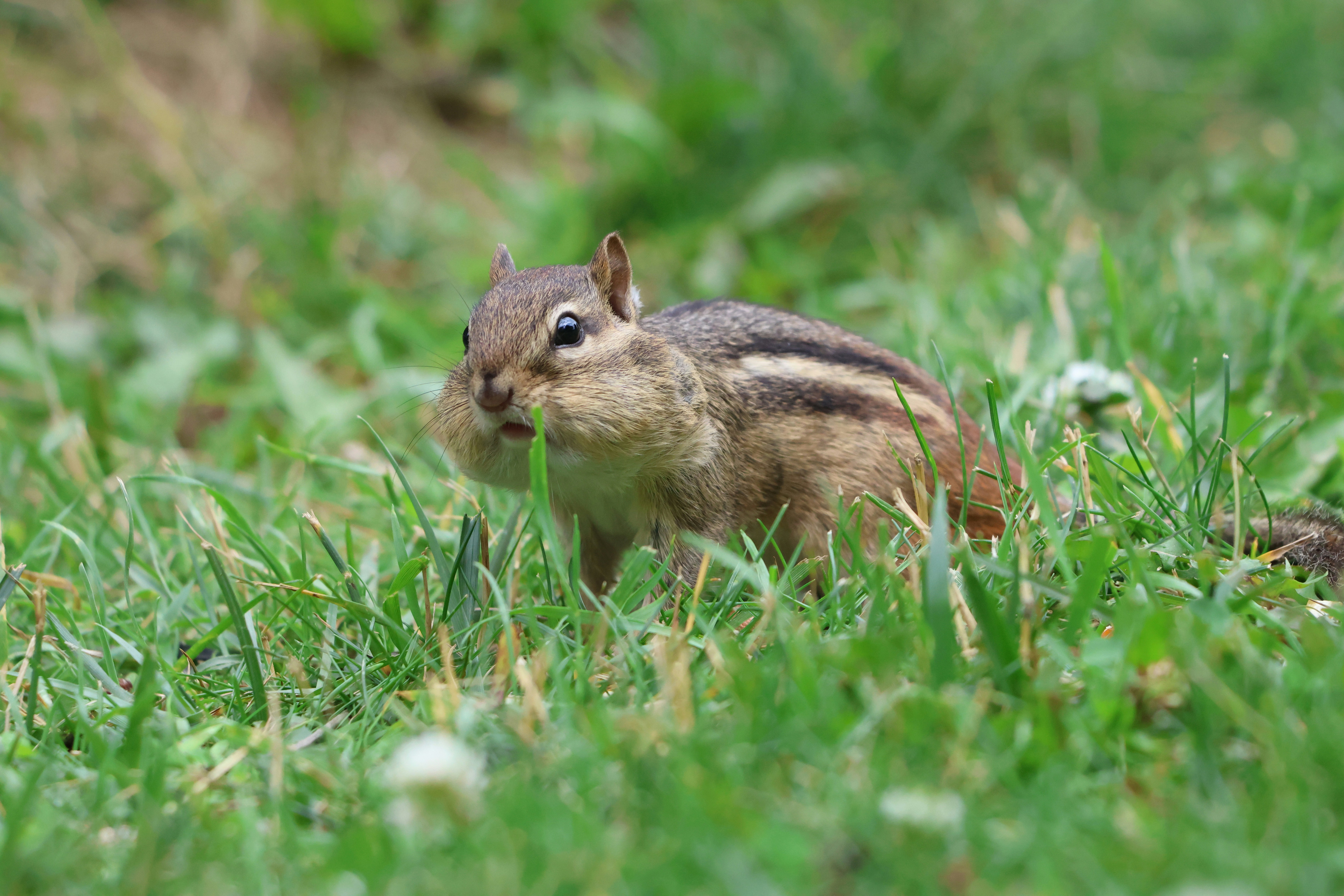 An Eastern Chipmunk looks ahead in green grass & White Dutch Clover
