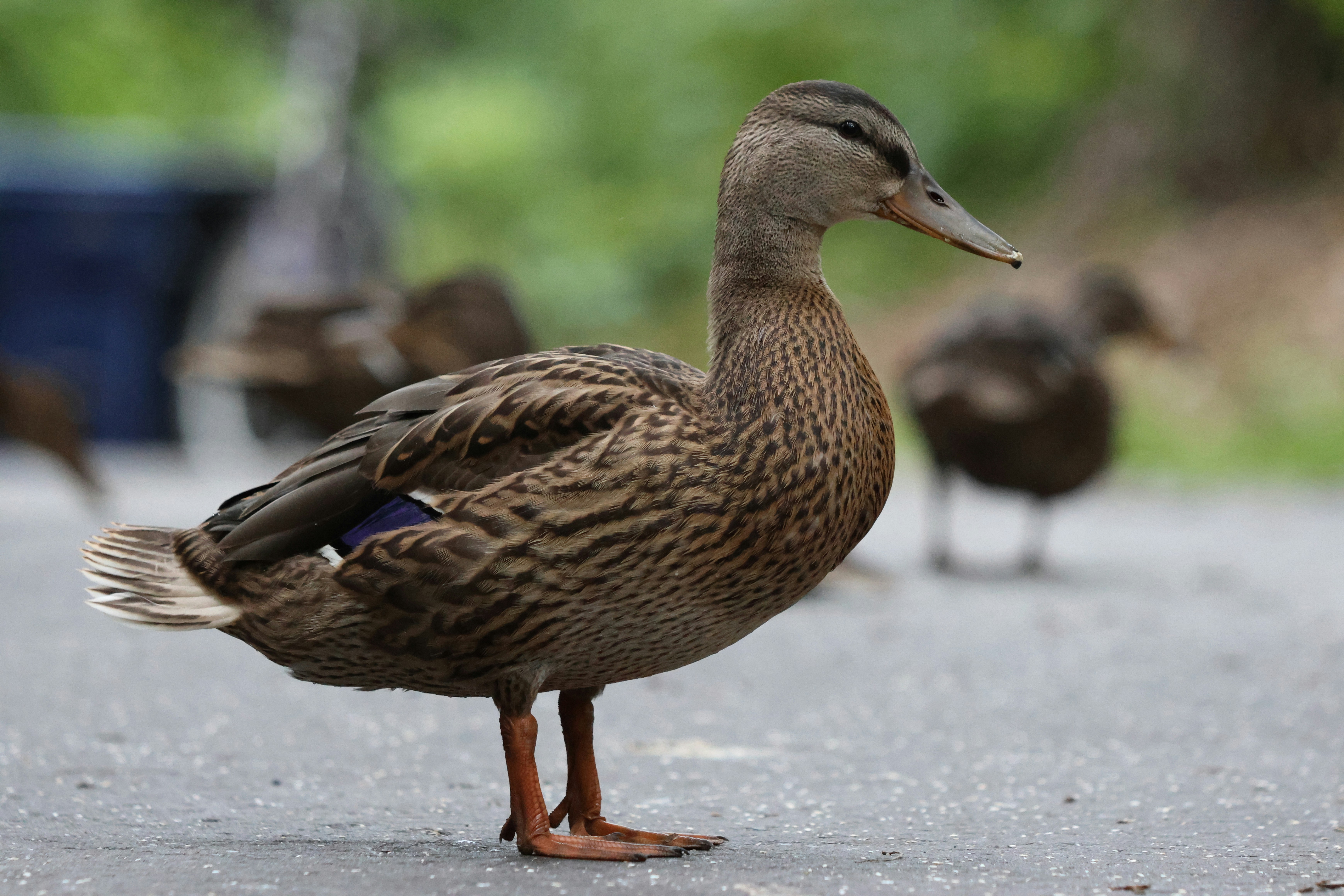 Grounded Elegance: A Mallard Standoff on the Pavement