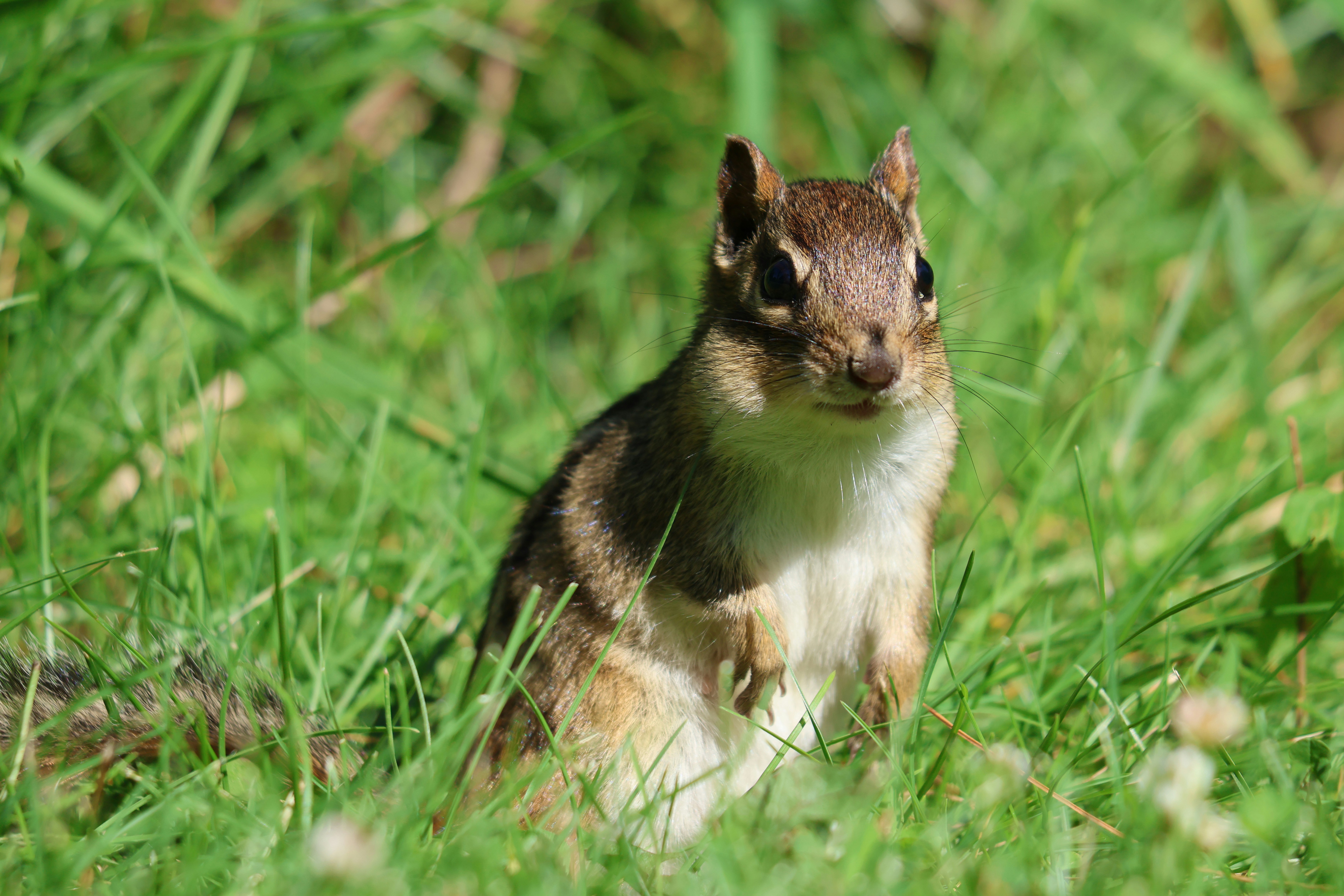 Curious Ground Squirrel in a Sunlit Meadow