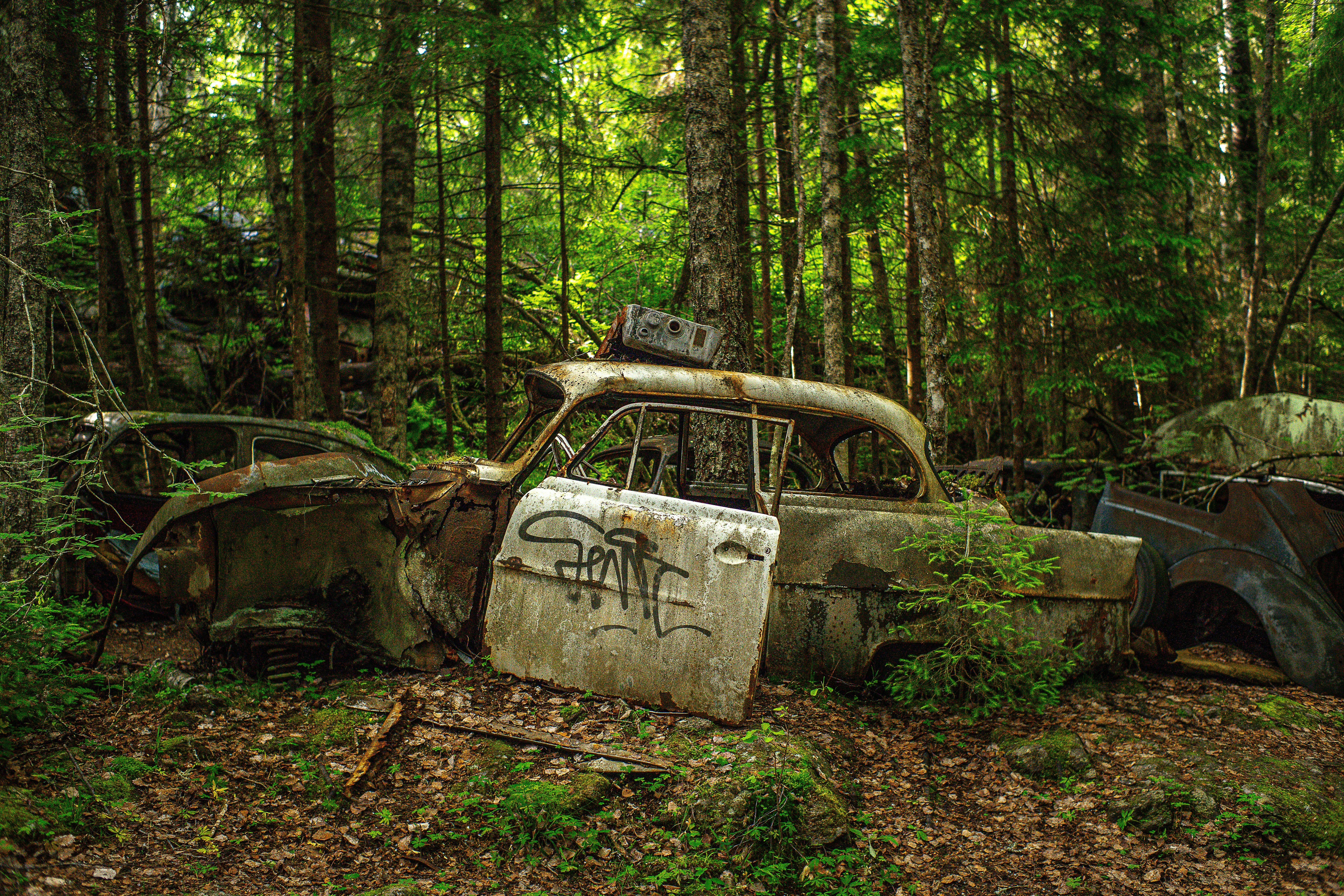 Ruins of Rust in the Green Quiet: An Abandoned Car Forest