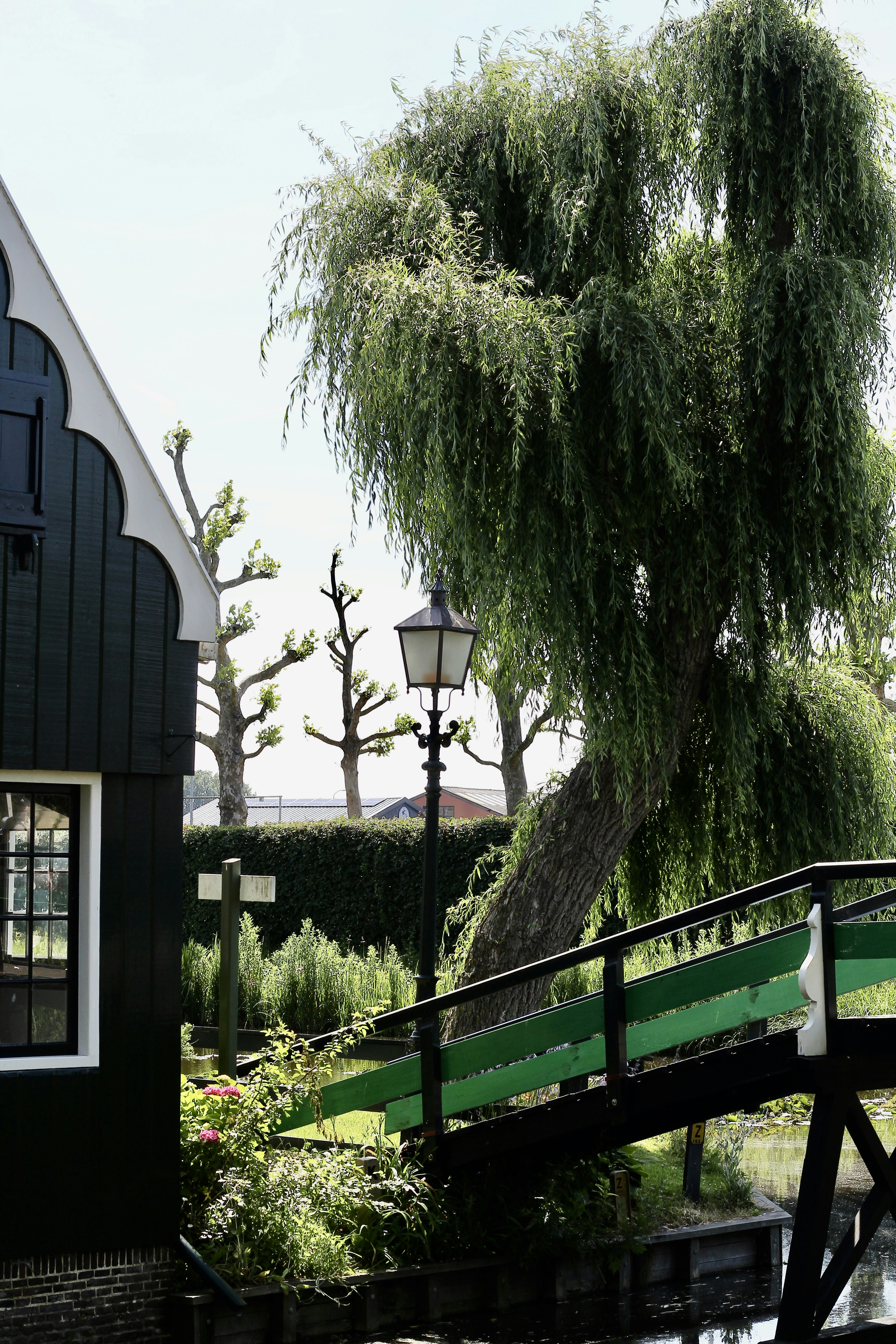 Willow Over the Bridge: A Quiet Riverside Moment