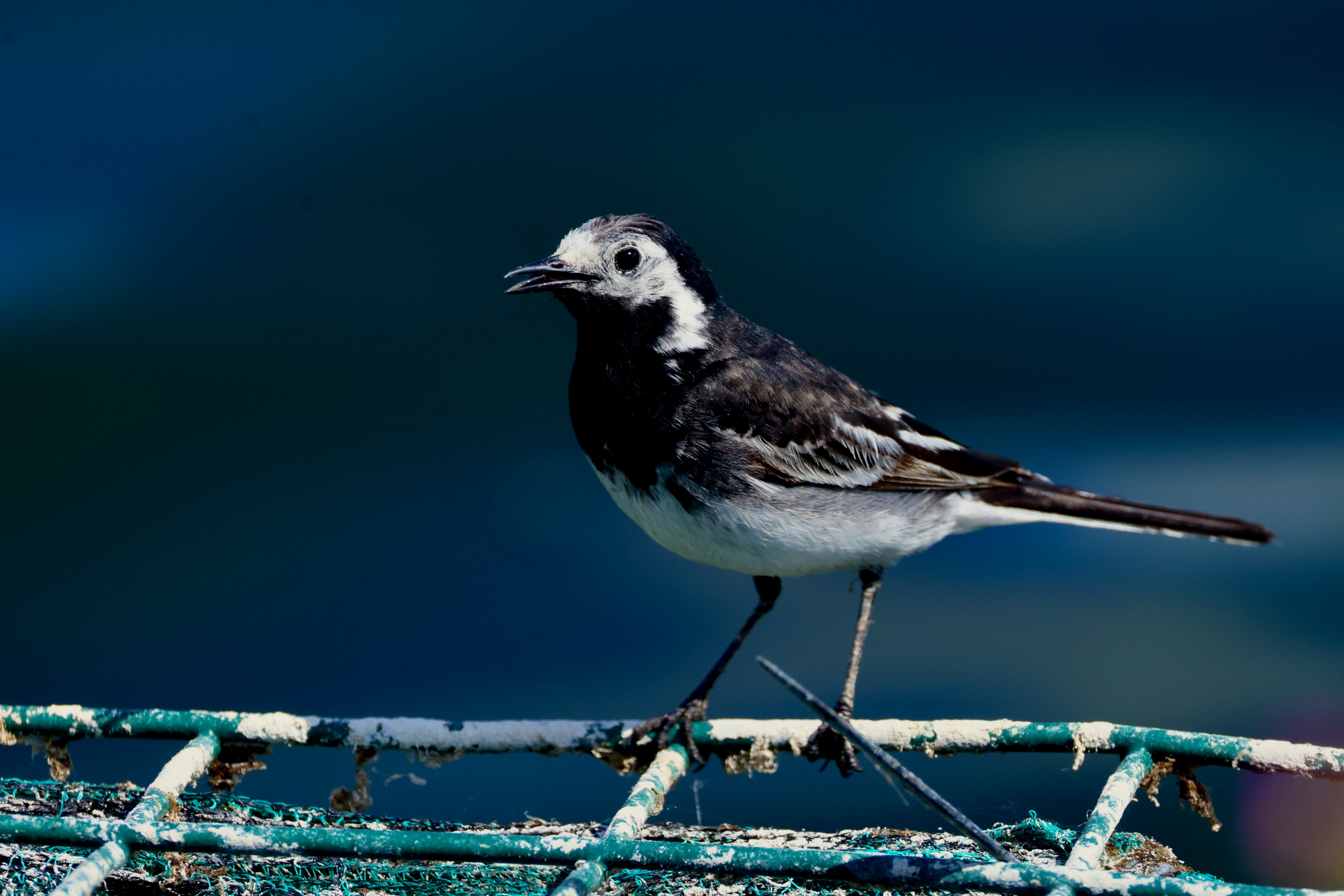 Black-and-White Warbler on a Weathered Wire