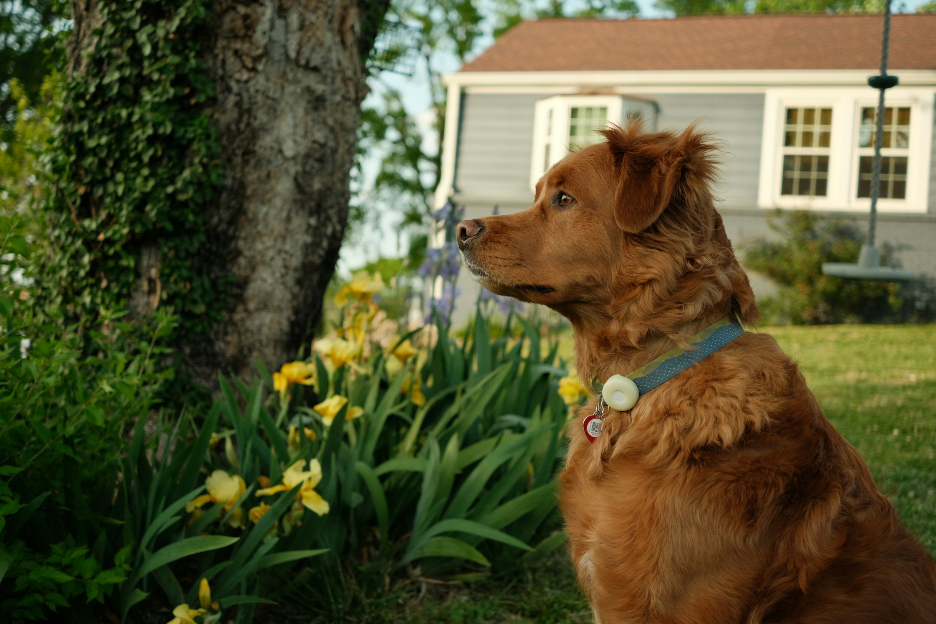 Golden retriever sits in profile beside a blooming flower bed, with a suburban house in the background; a calm, outdoor portrait highlighting the canine companion. Logo-free, natural light scene.