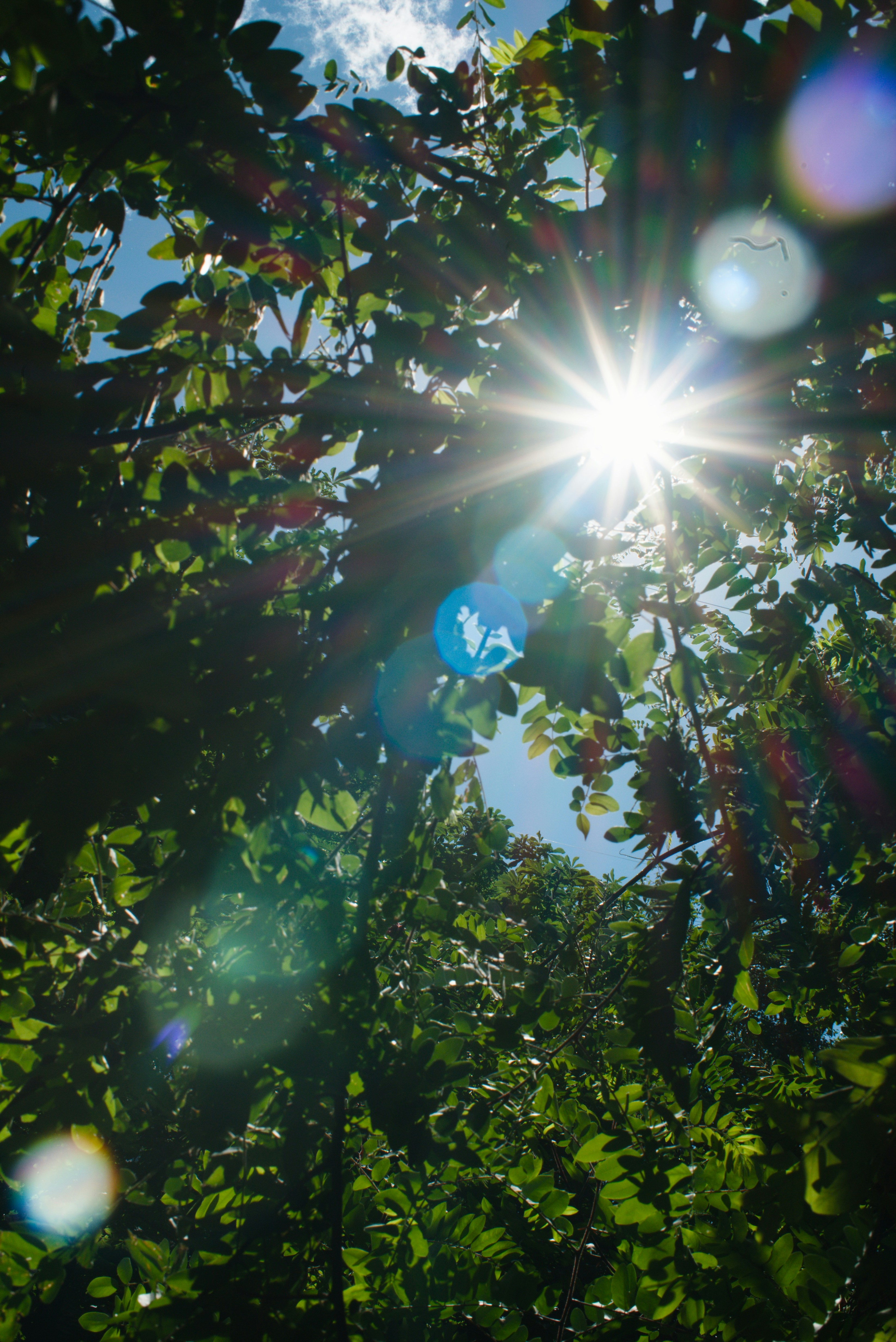 Bright sunburst filters through dense foliage, creating lens flares and a high-contrast play of light and shadow among leaves.