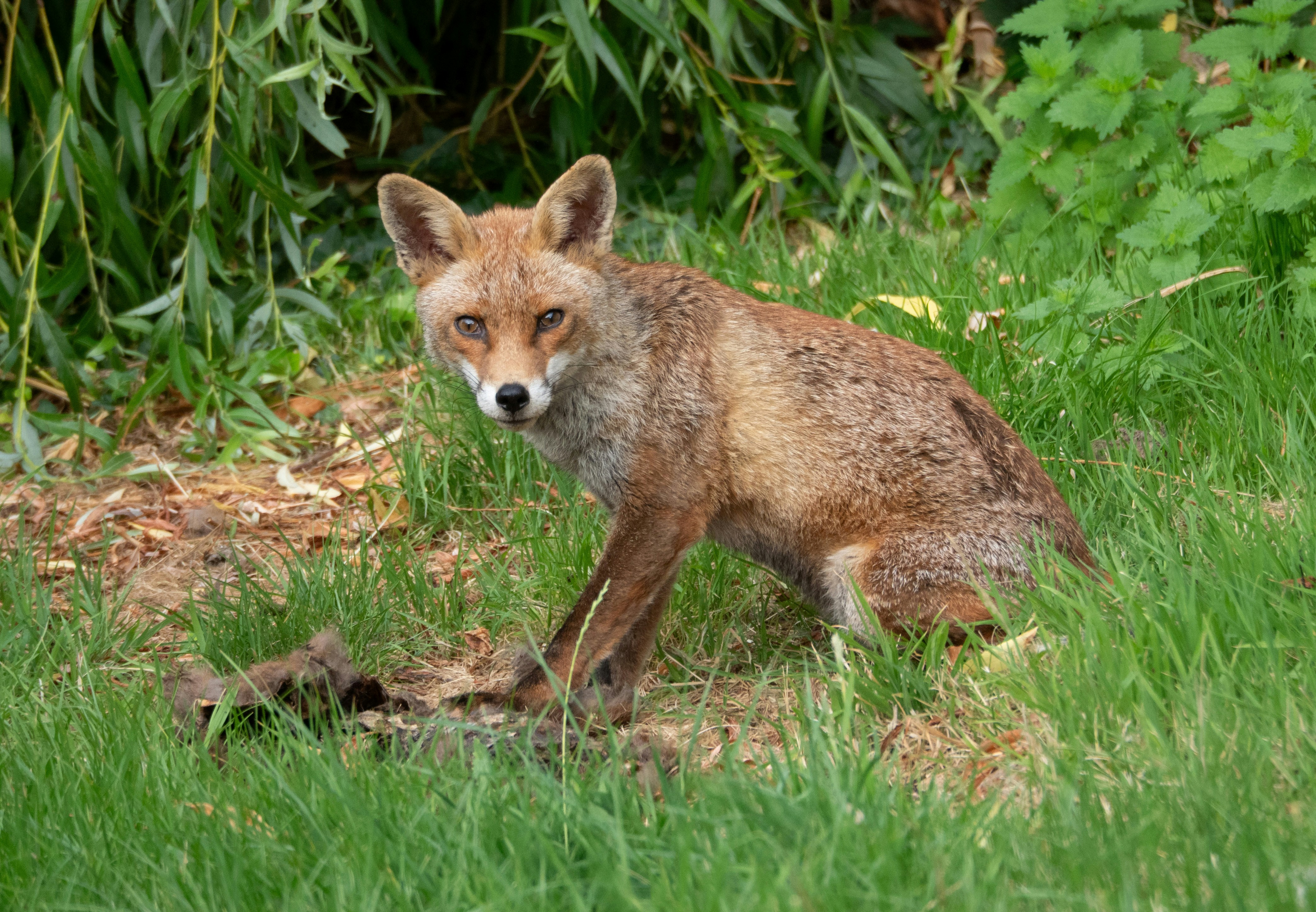 Fox on the Verge: A Watchful Moment in Green Light