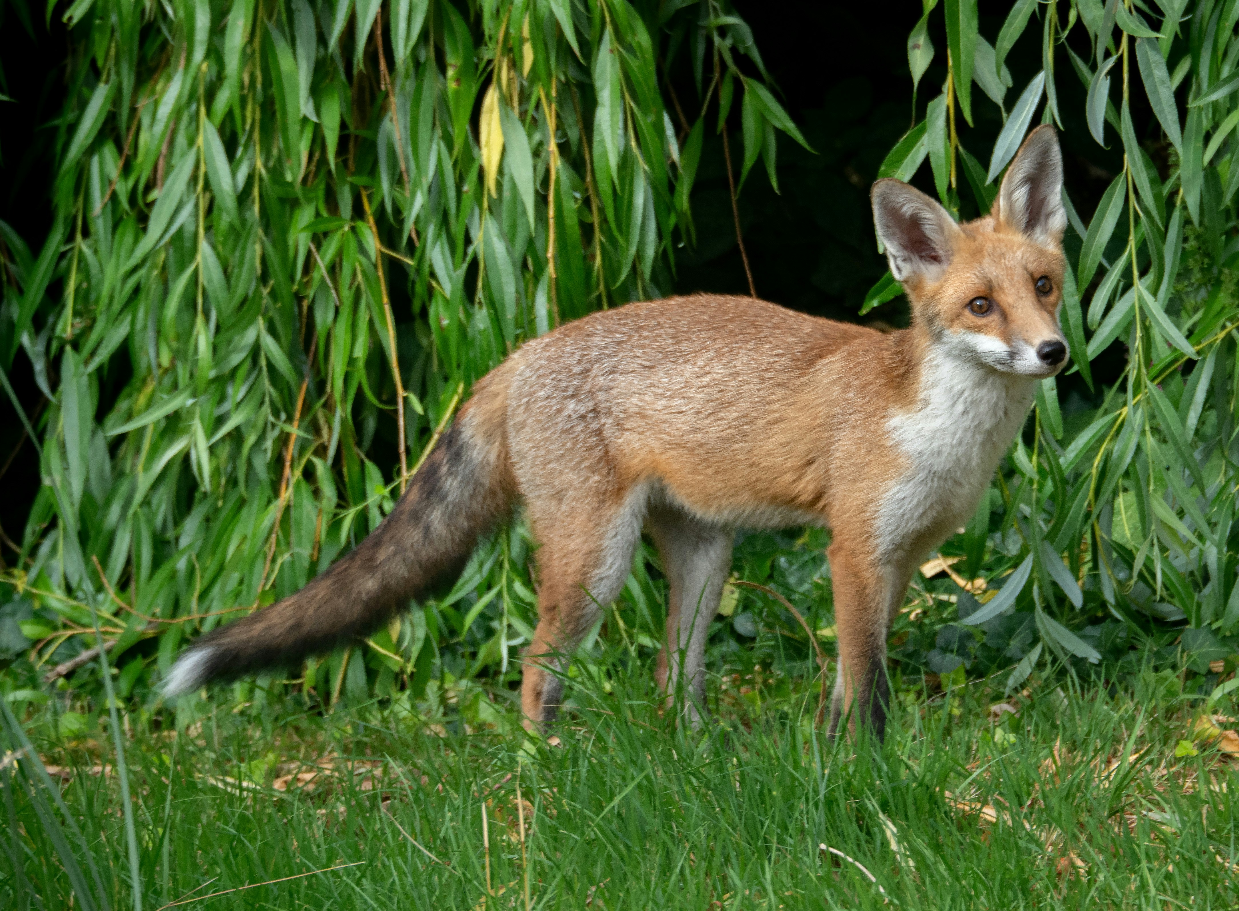 Sly Red Fox Pausing at the Edge of the Green Understory